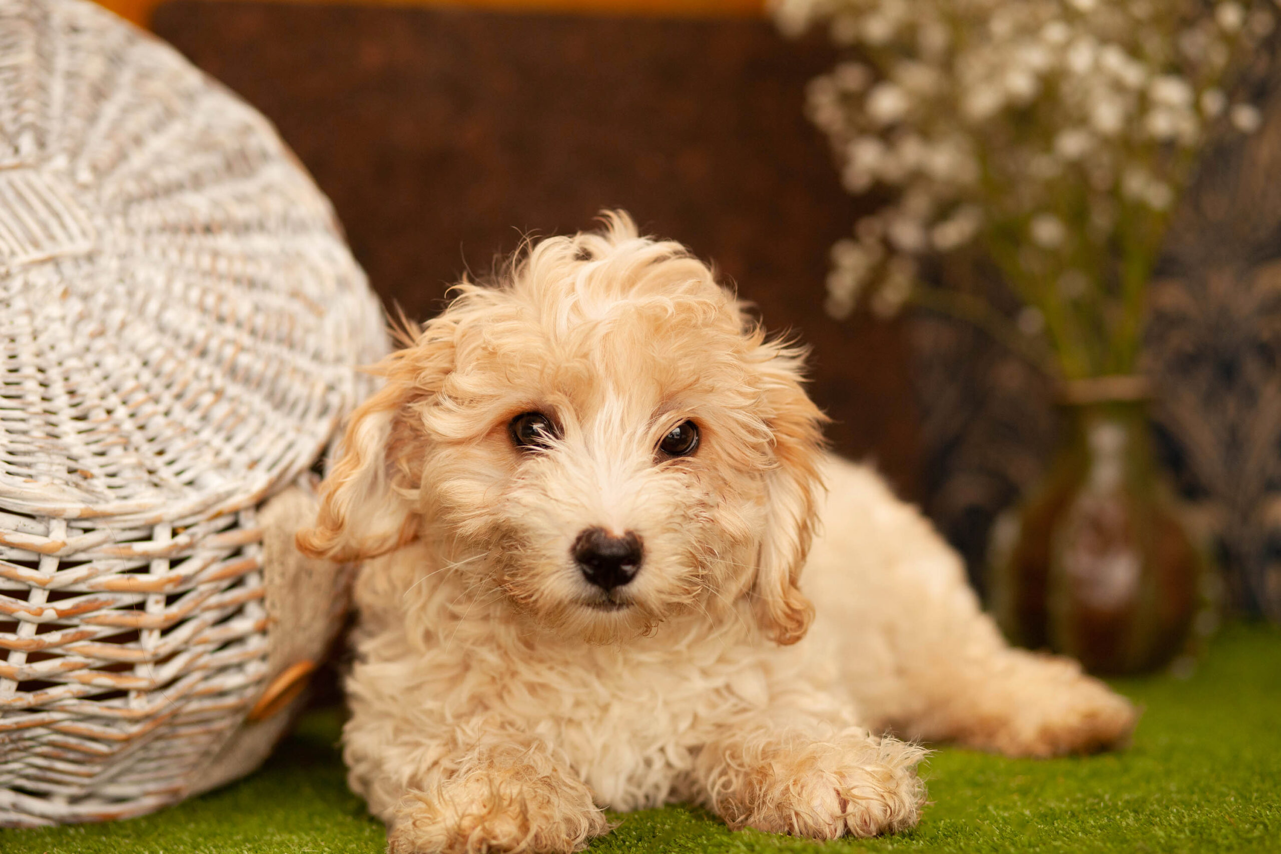 Unique CavaPooChons – Kellys Kennels