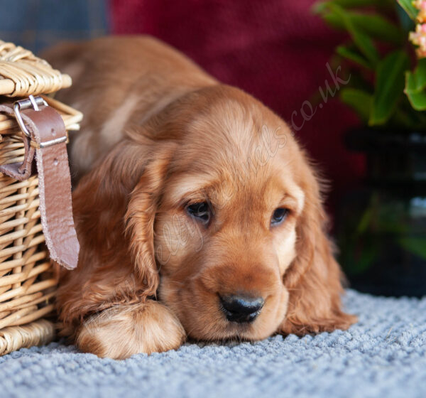 Cocker Spaniels – Kellys Kennels
