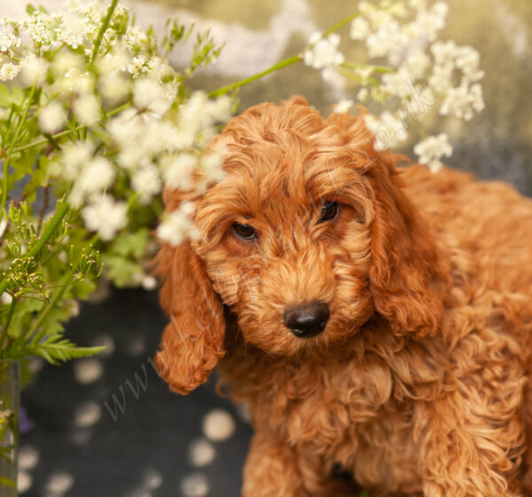 Cute F1 CockaPoos – Kellys Kennels