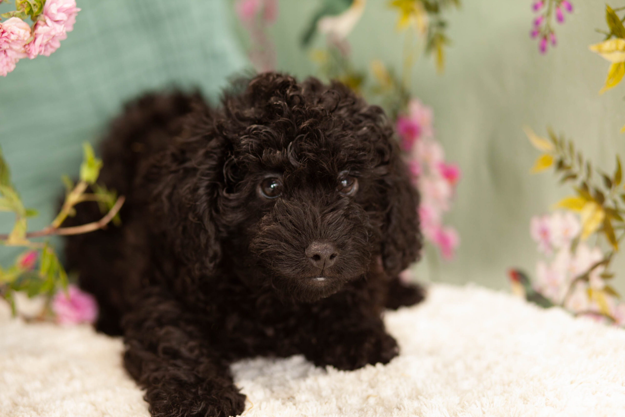 YorkiePoo Puppies – Kellys Kennels