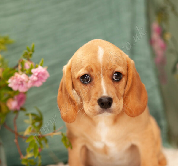 Robust Beagliers – Kellys Kennels