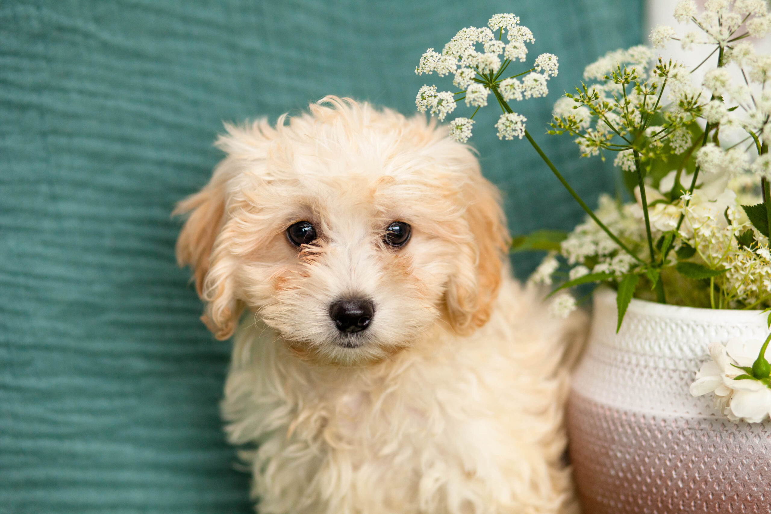 Unique CavaPooChons – Kellys Kennels