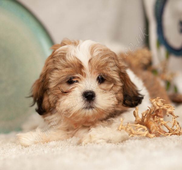 Cross Breed Pups – Kellys Kennels