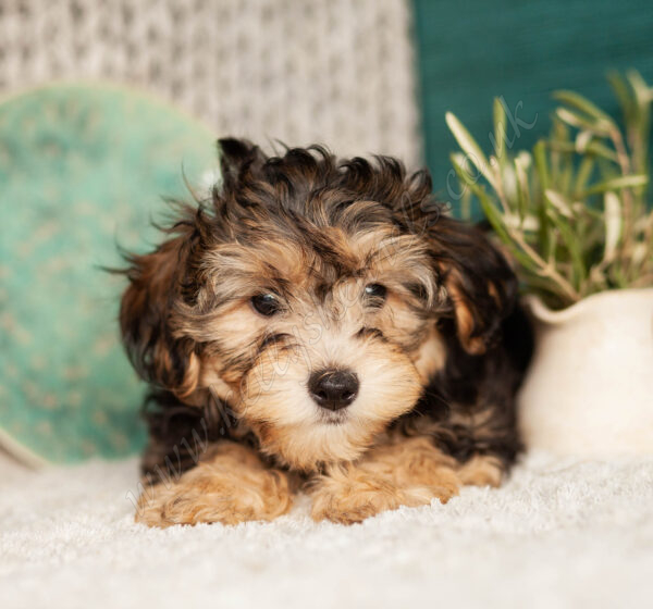 Fun Borkies – Kellys Kennels