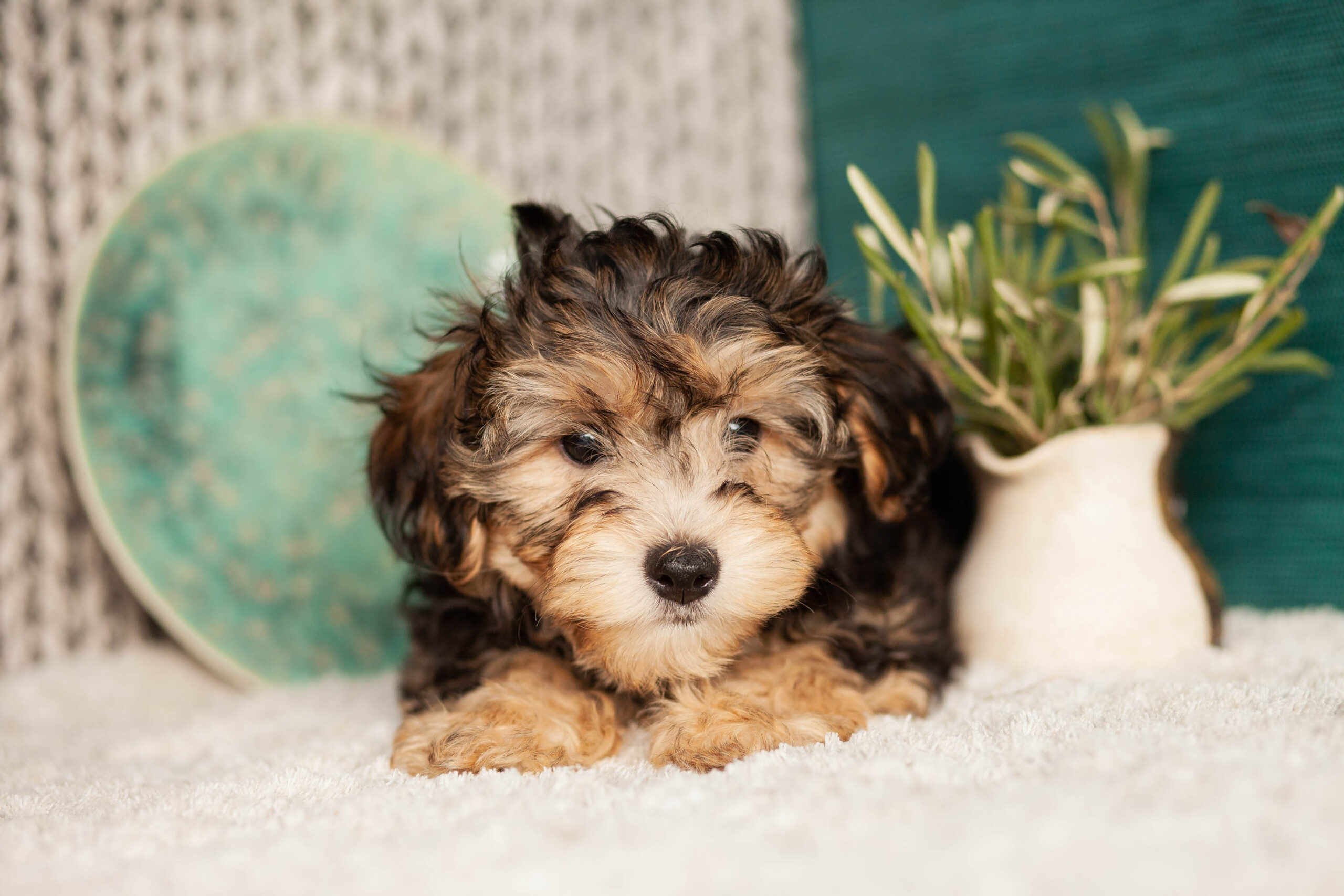 Fun Borkies – Kellys Kennels