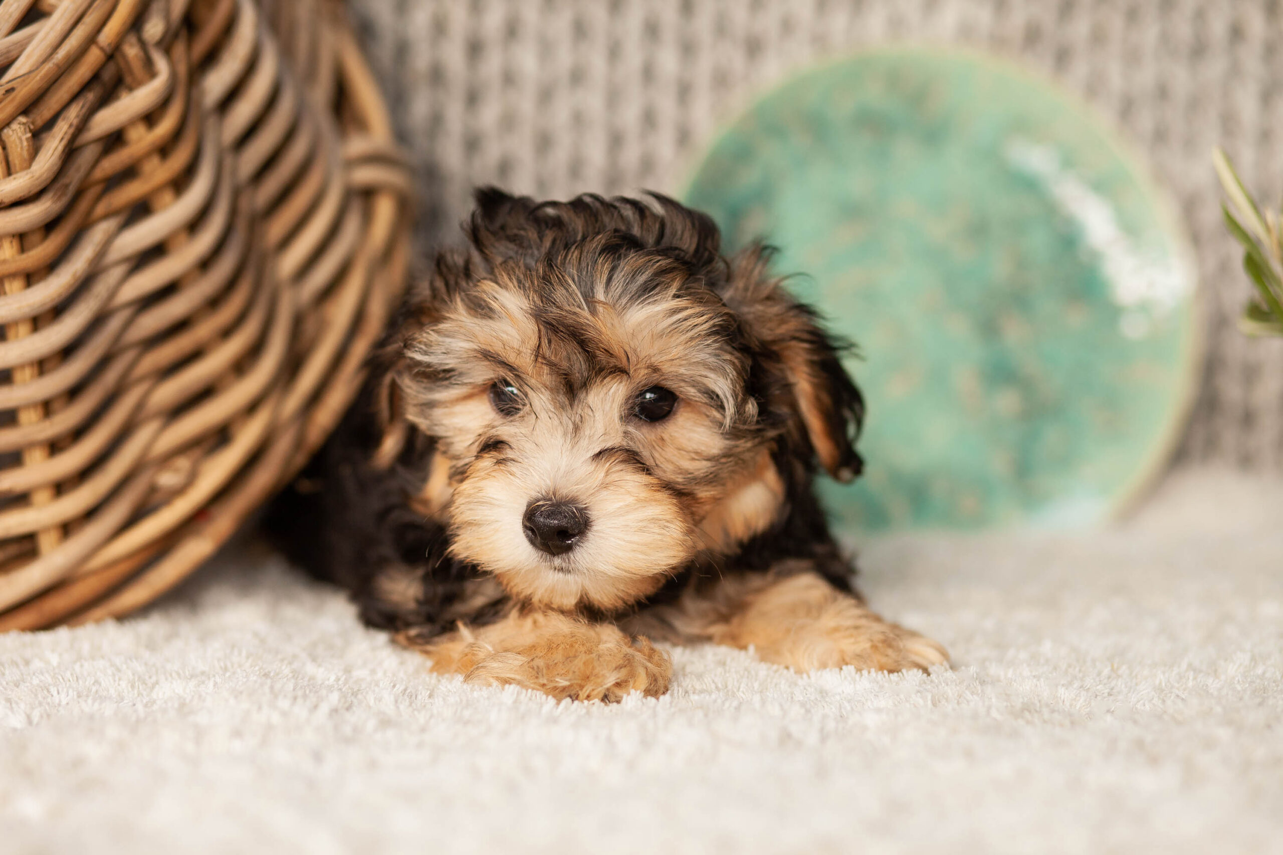 Fun Borkies – Kellys Kennels