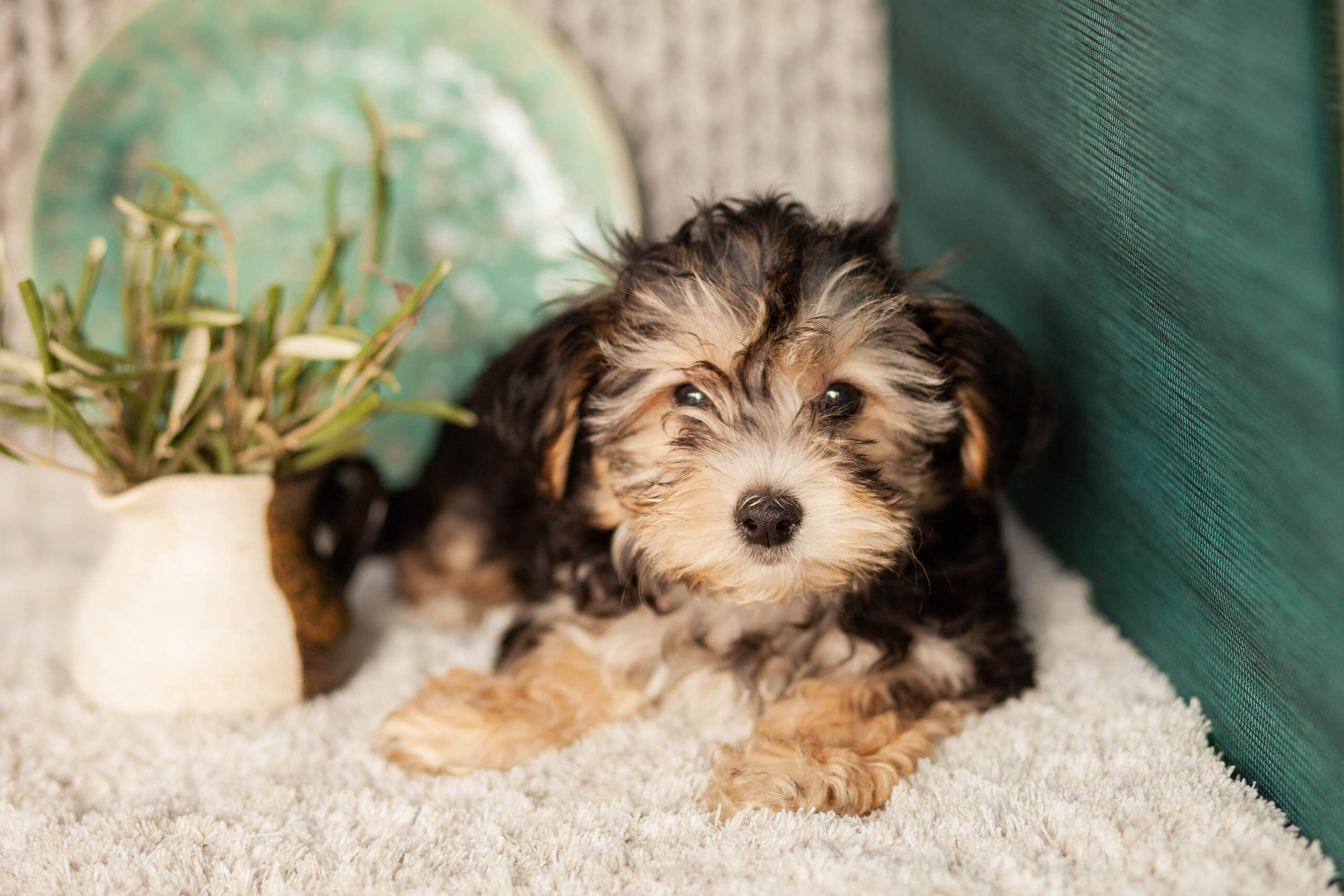 Fun Borkies – Kellys Kennels