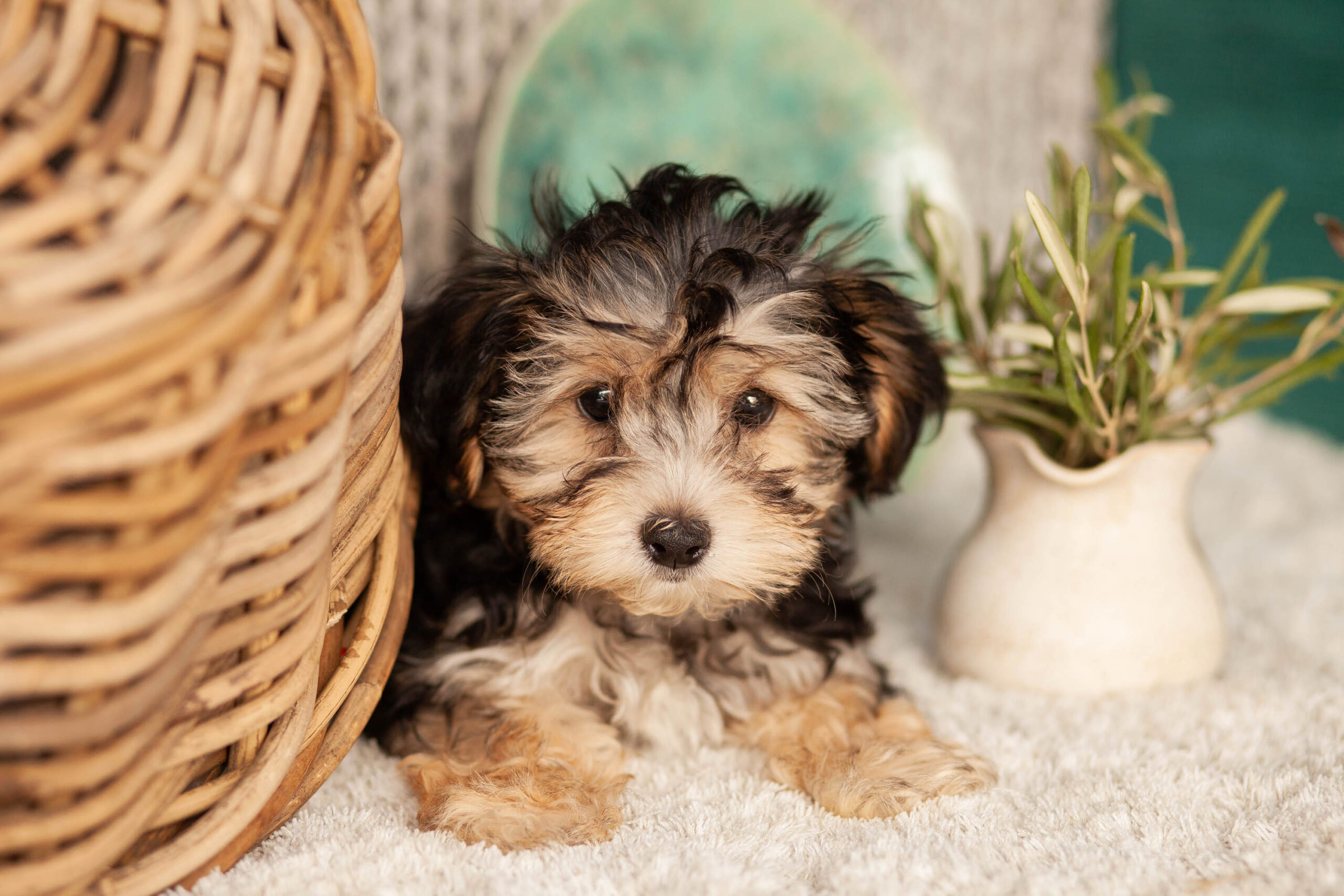 Fun Borkies – Kellys Kennels