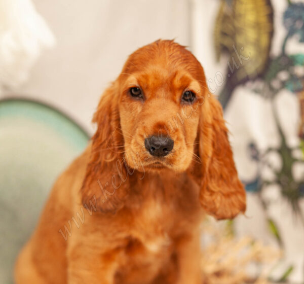 Cocker Spaniels – Kellys Kennels