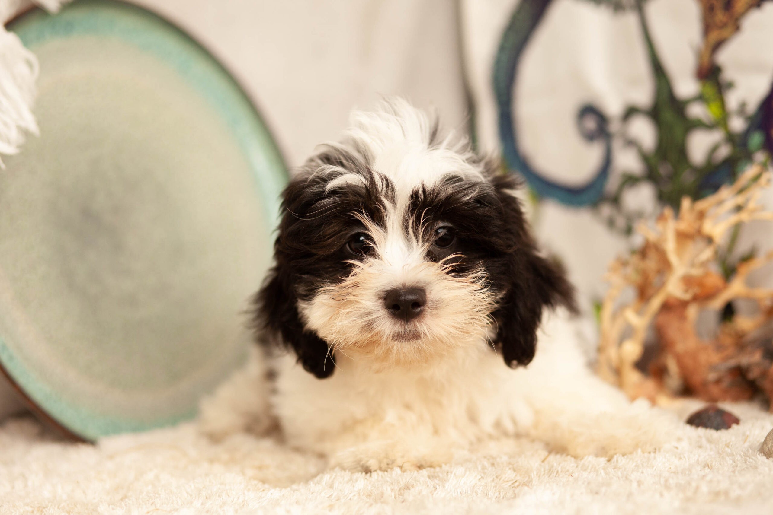 Incredible ShiPoos – Kellys Kennels