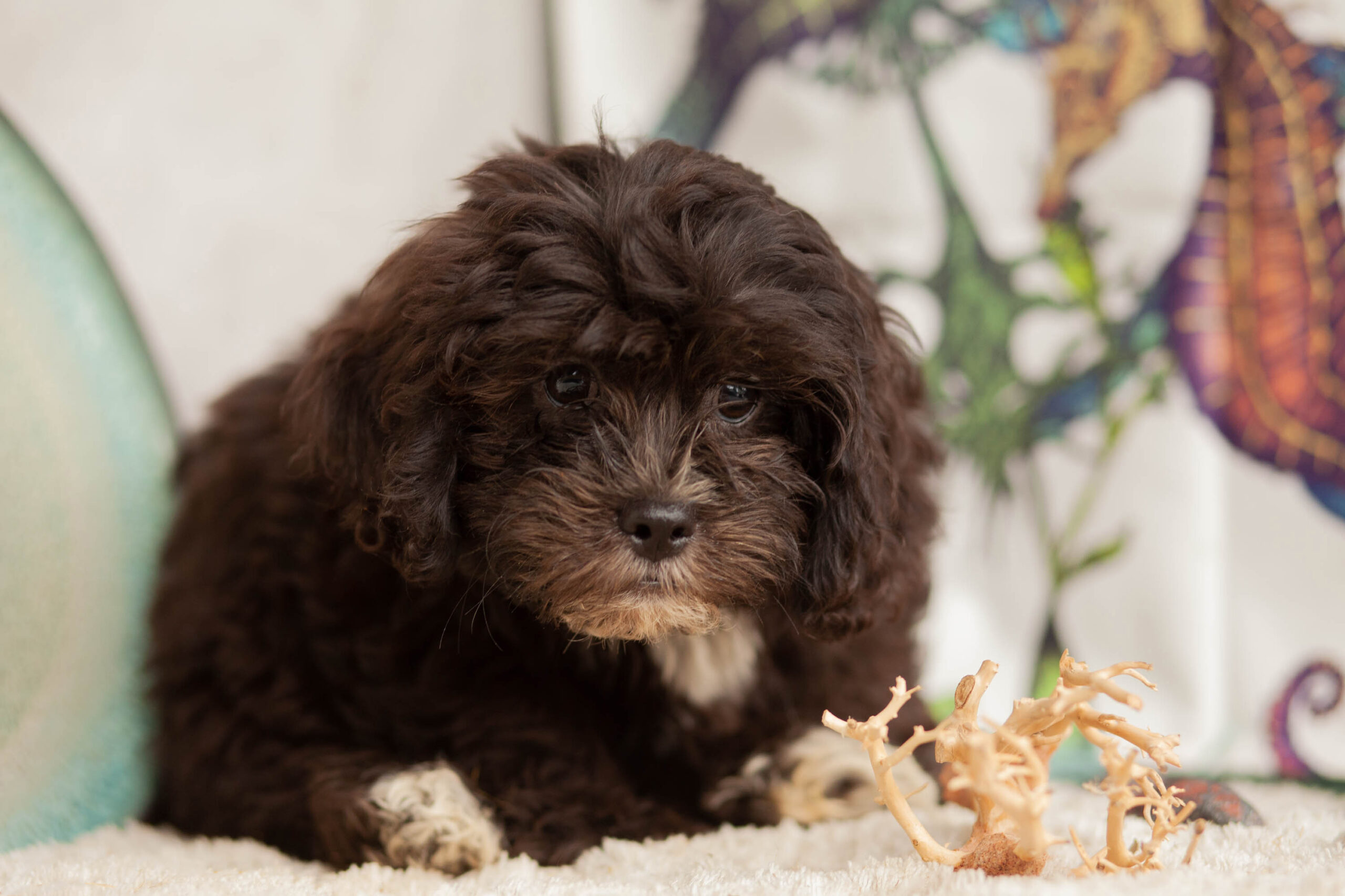 Incredible ShiPoos – Kellys Kennels