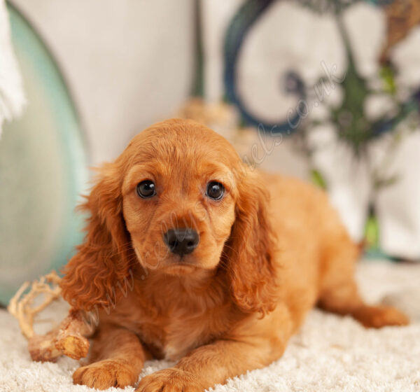 Affectionate Cockaliers – Kellys Kennels