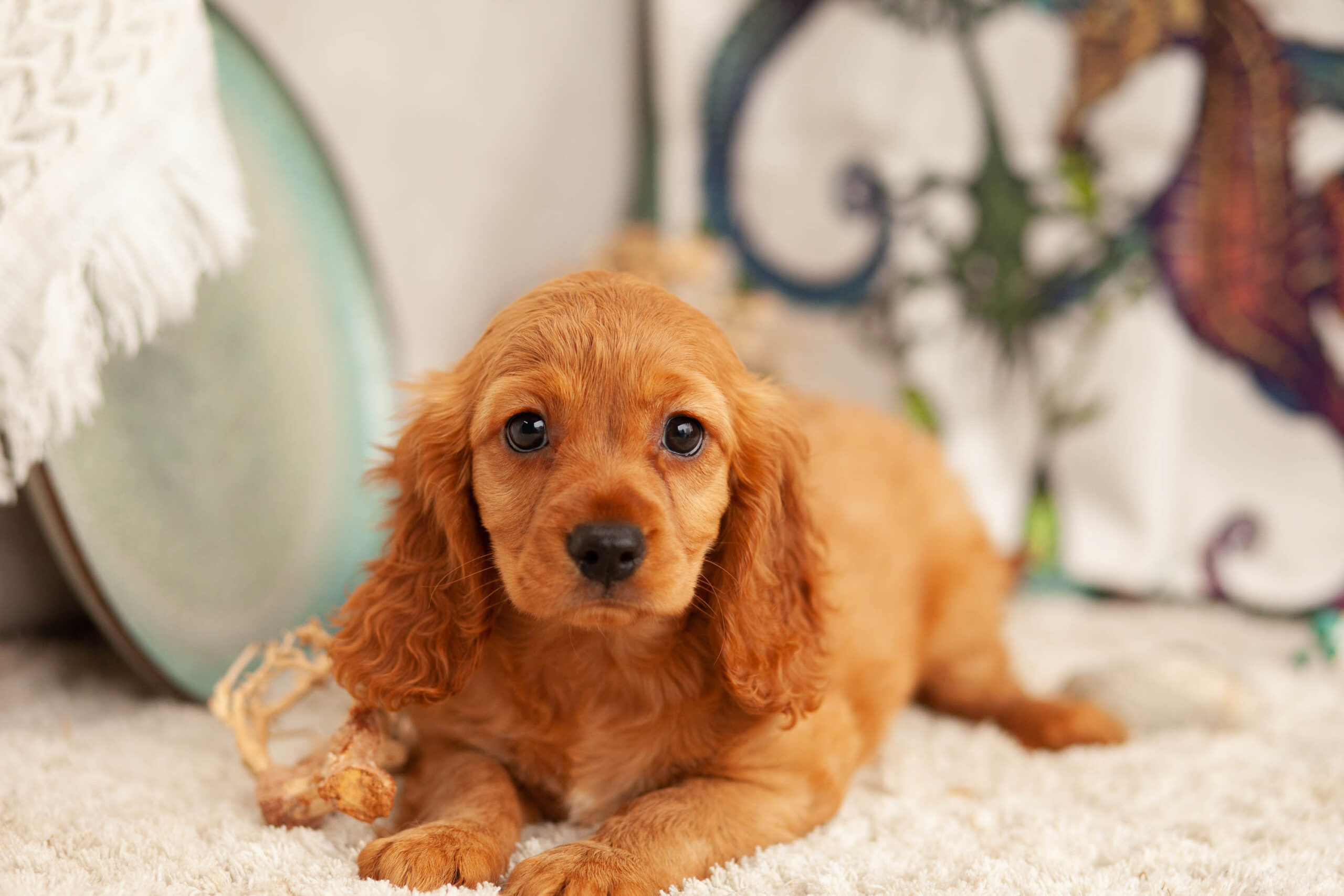 Affectionate Cockaliers – Kellys Kennels