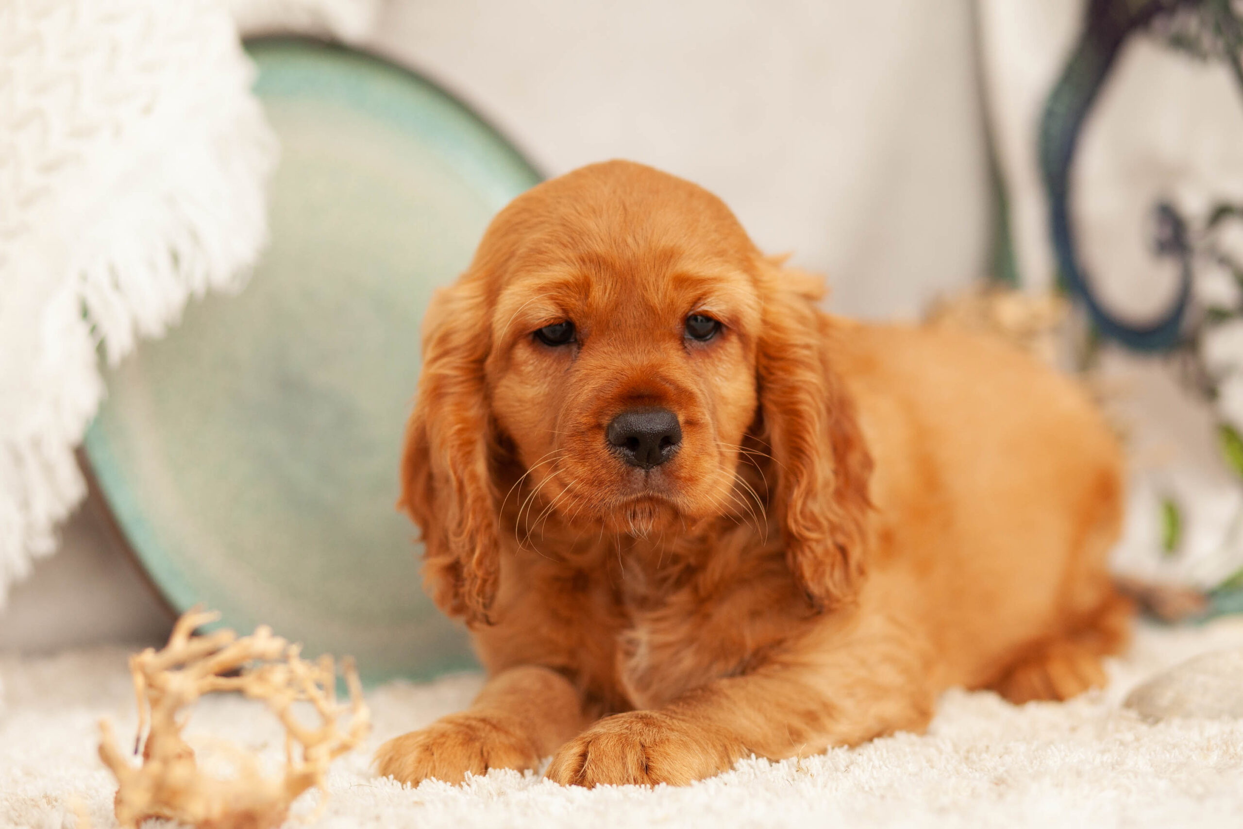 Affectionate Cockaliers – Kellys Kennels