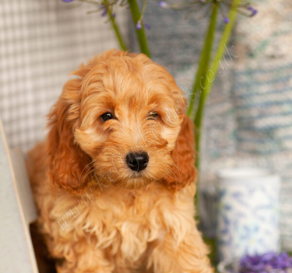 Cute F1 CockaPoos – Kellys Kennels