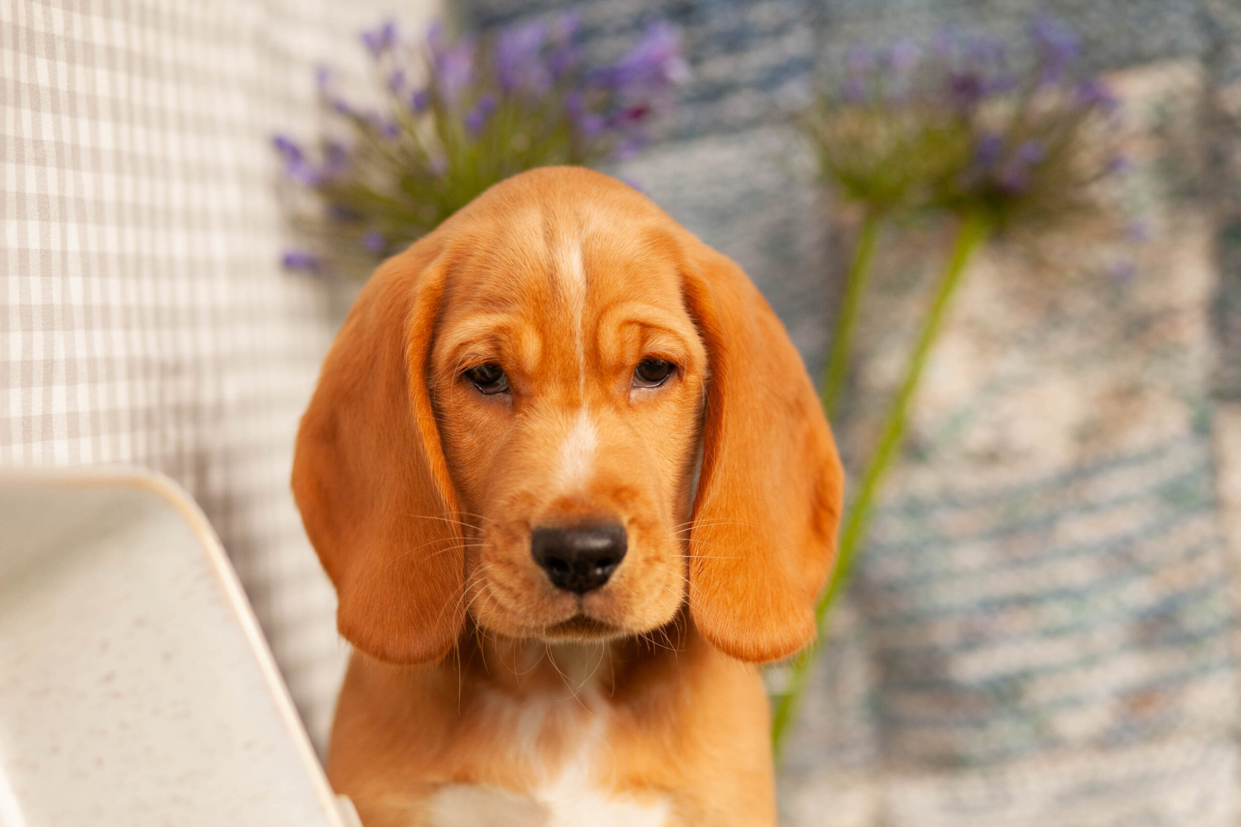 Sweet Bockers – Kellys Kennels