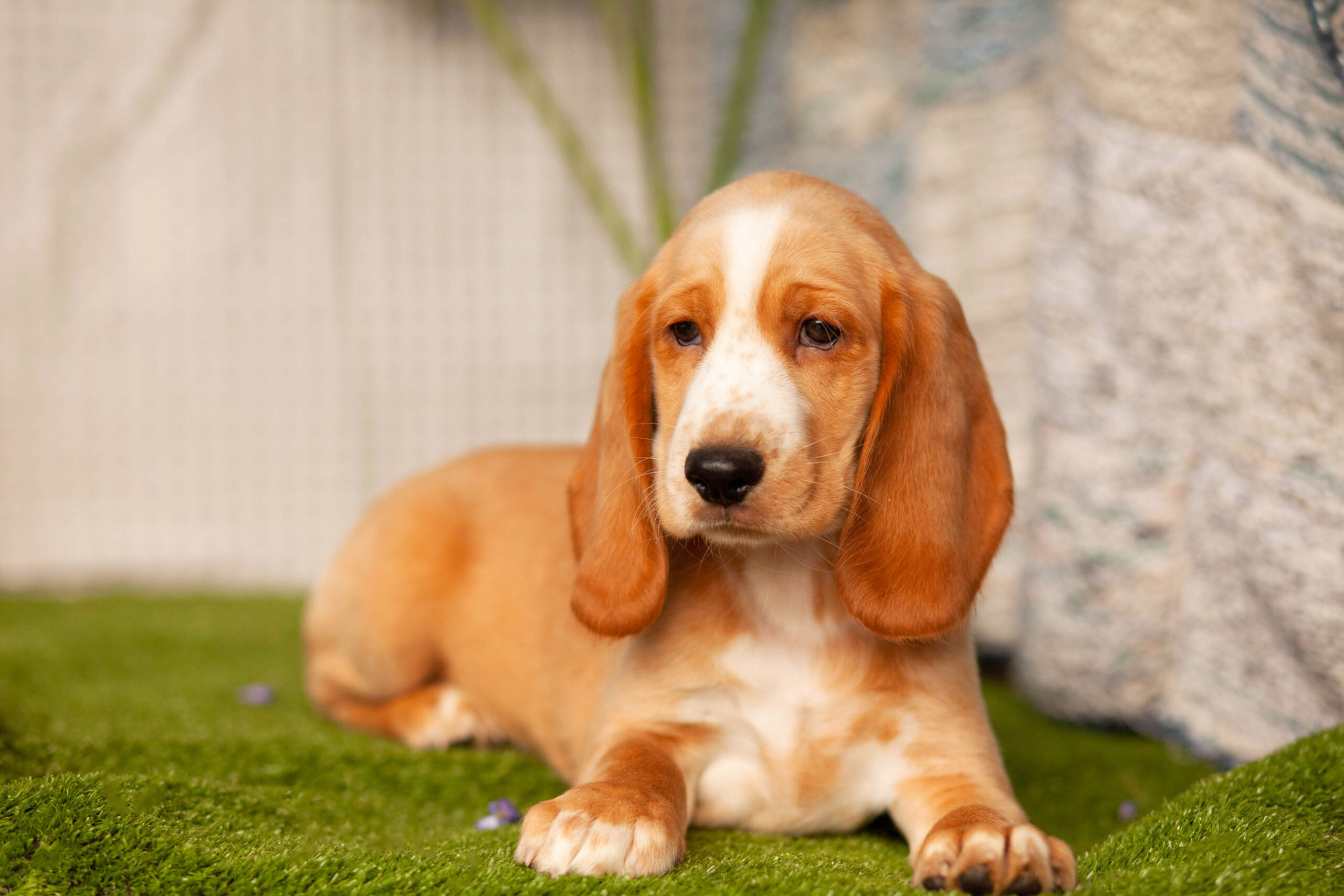 Sweet Bockers – Kellys Kennels