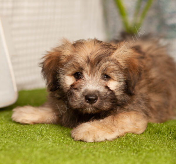 Fabulous PomTese – Kellys Kennels