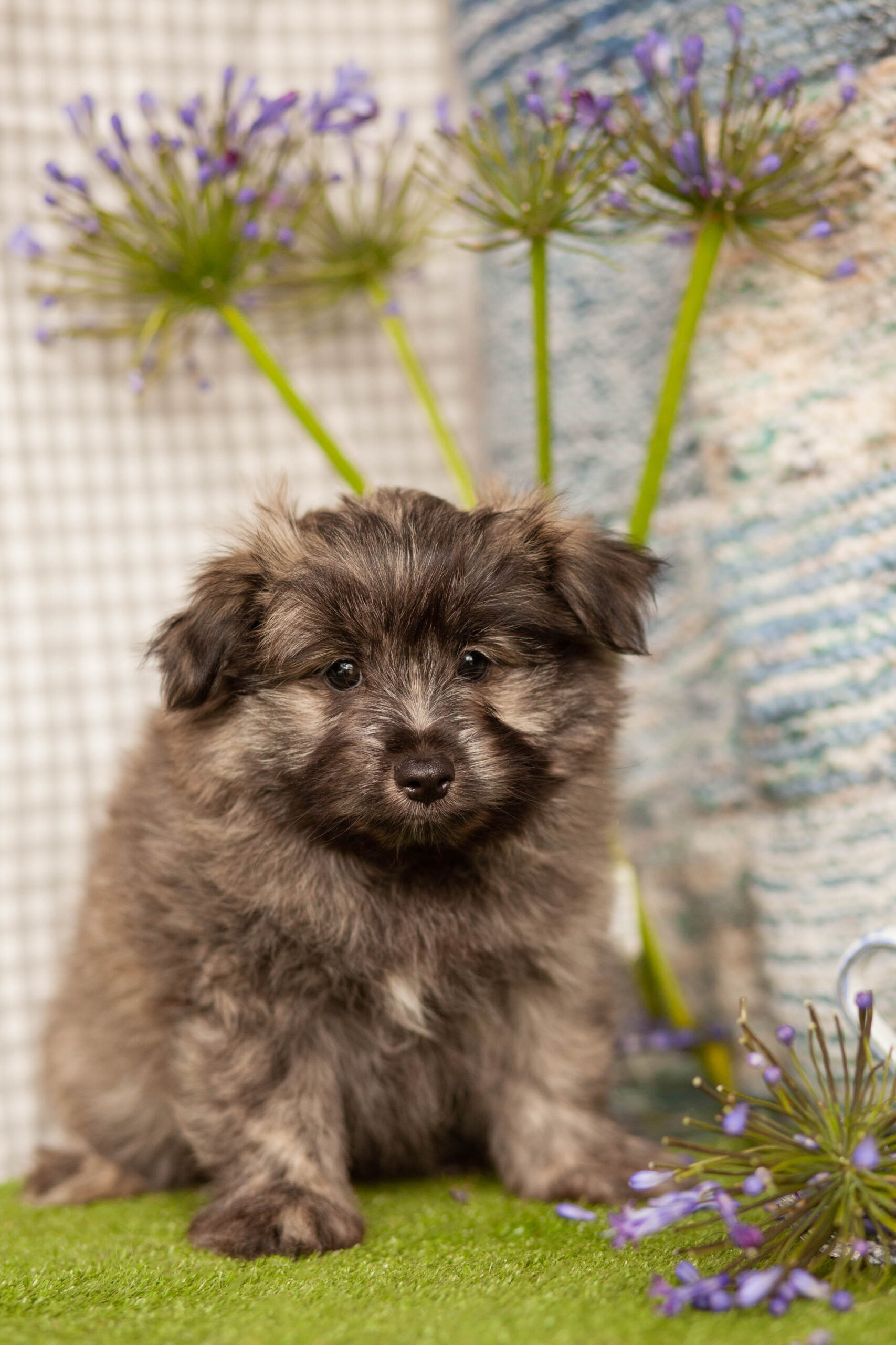 Fabulous PomTese – Kellys Kennels