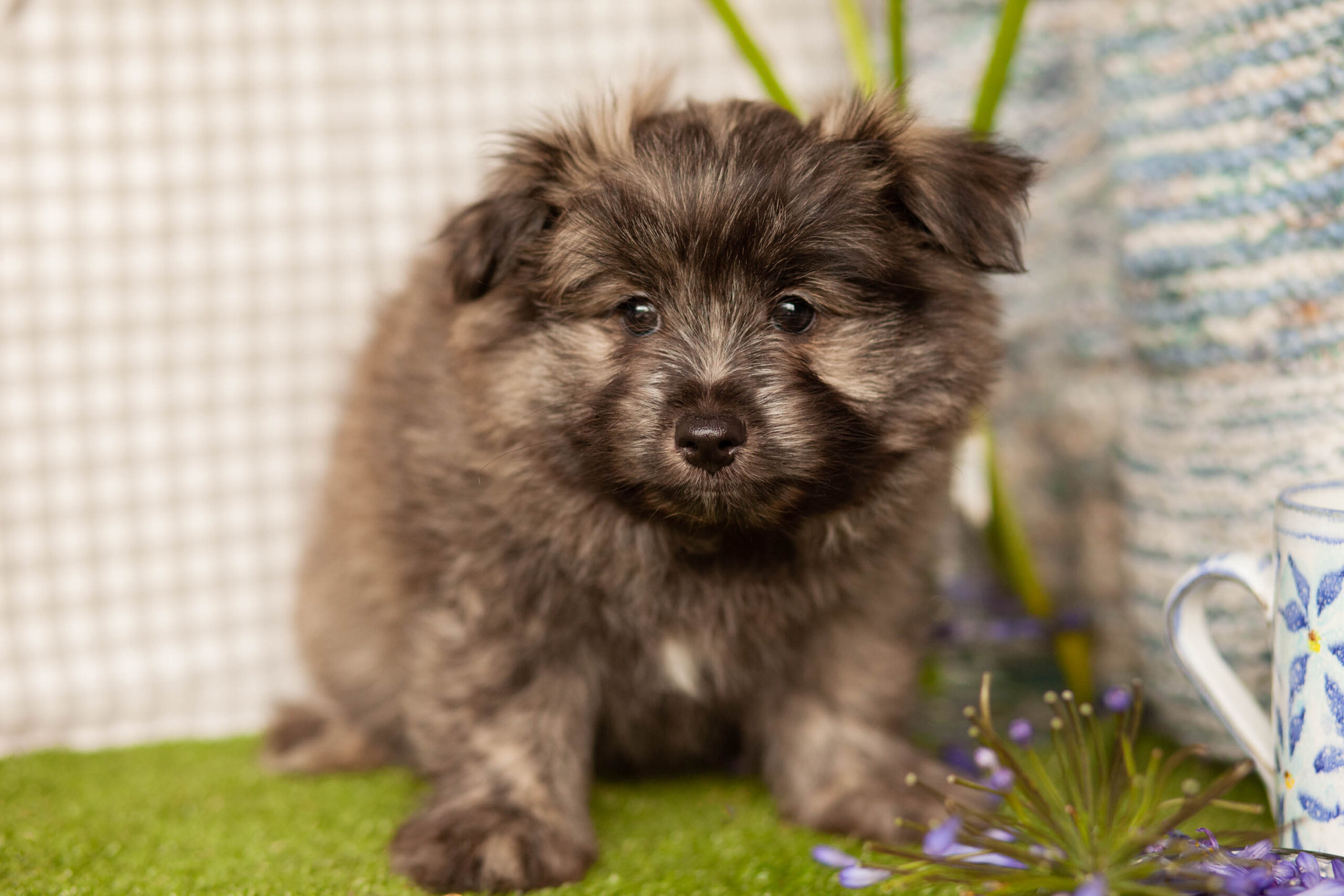 Fabulous PomTese – Kellys Kennels