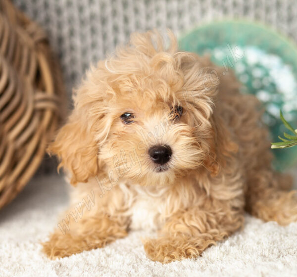 Unique CavaPooChons – Kellys Kennels