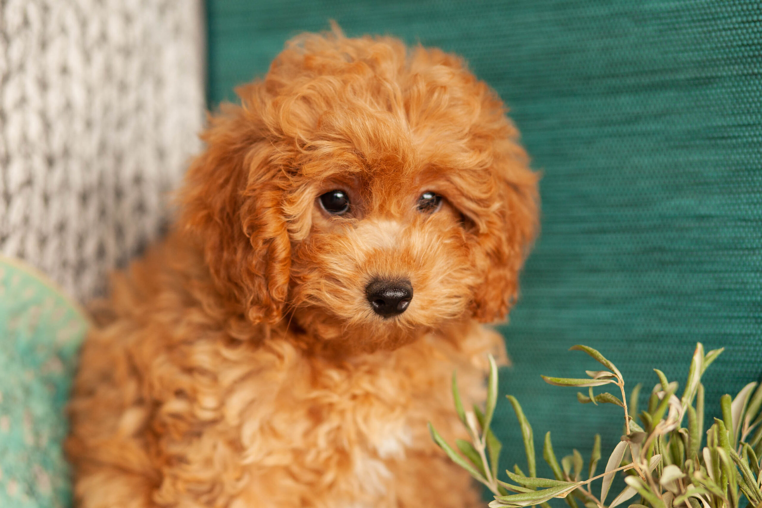 Unique CavaPooChons – Kellys Kennels