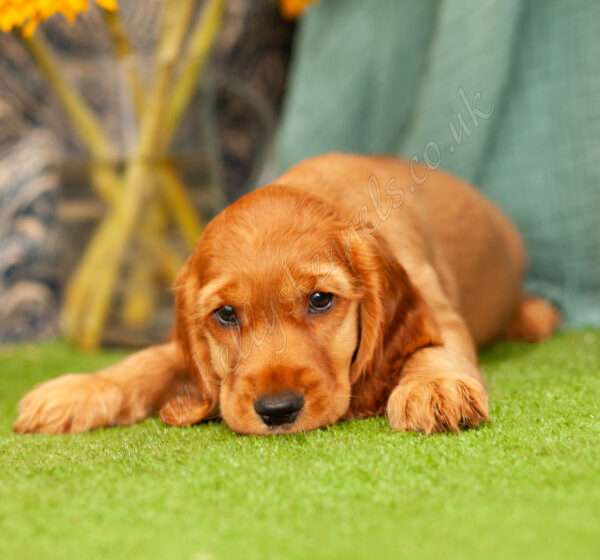 Cocker Spaniels – Kellys Kennels