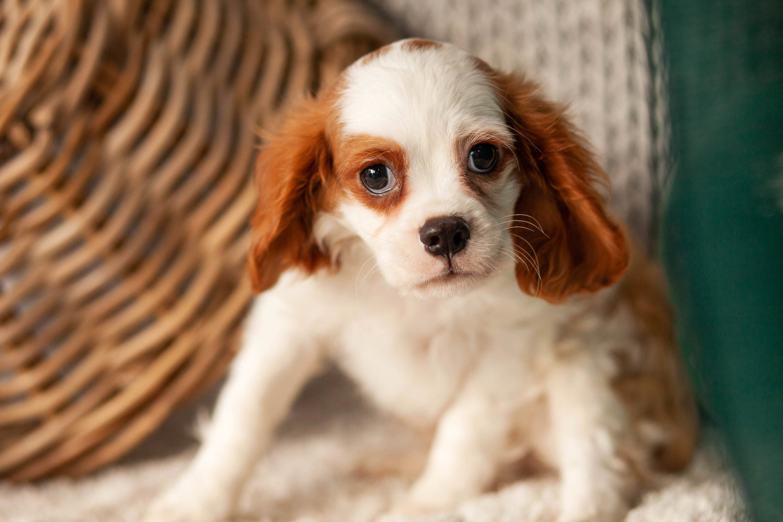 Cavalier King Charles Spaniel – Kellys Kennels