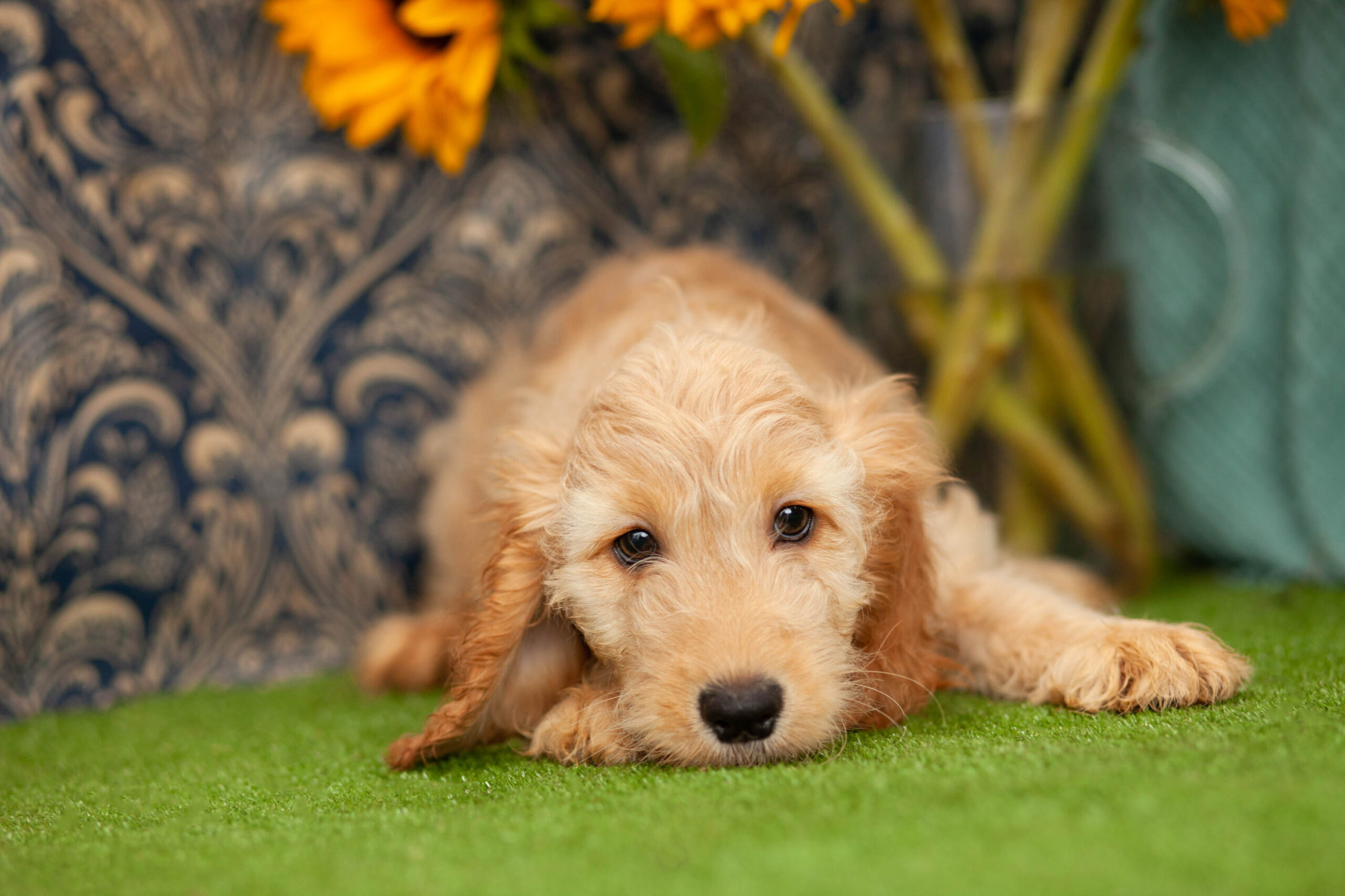 Cute F1 CockaPoos – Kellys Kennels