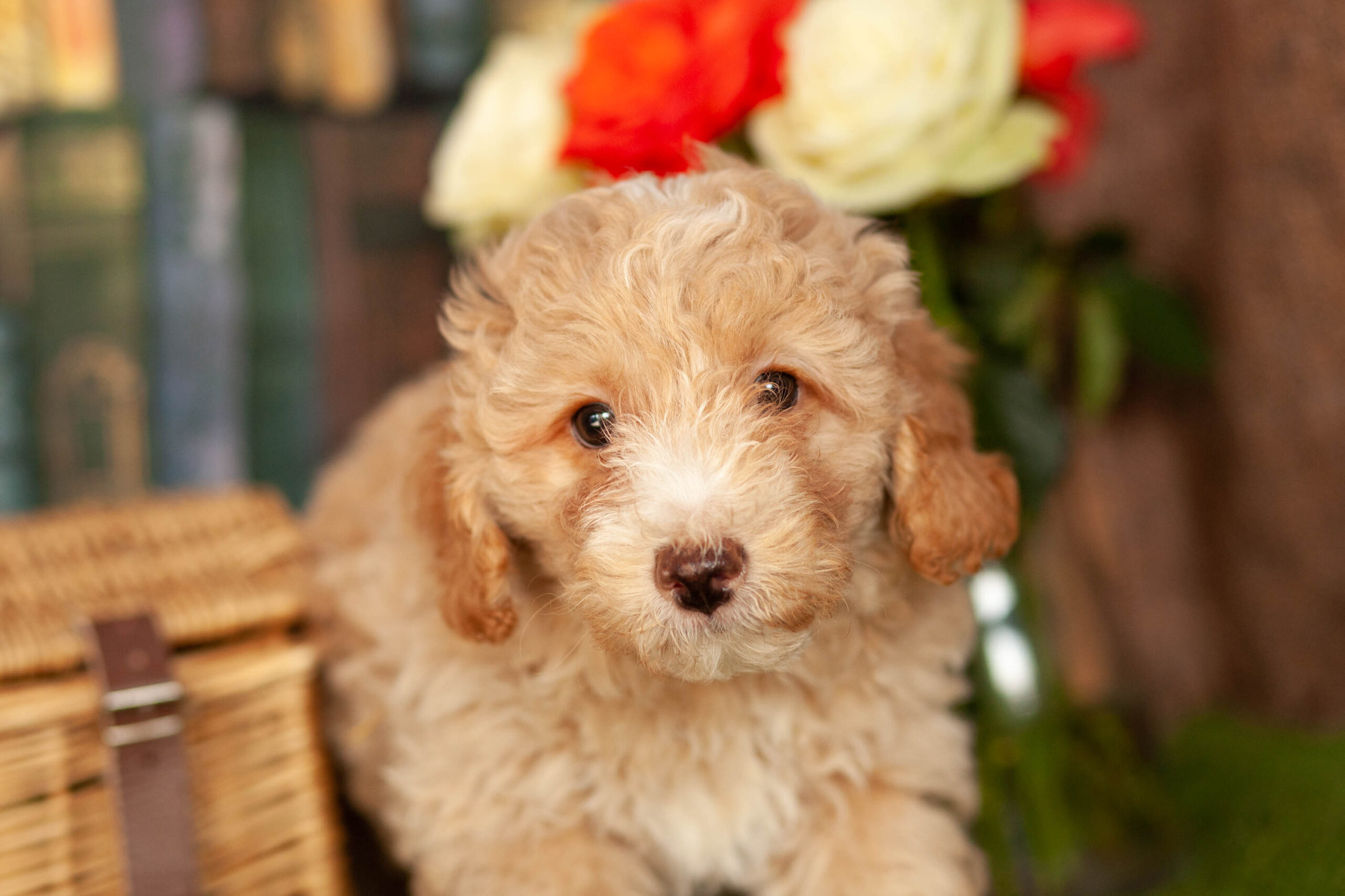 Incredible ShiPoos – Kellys Kennels