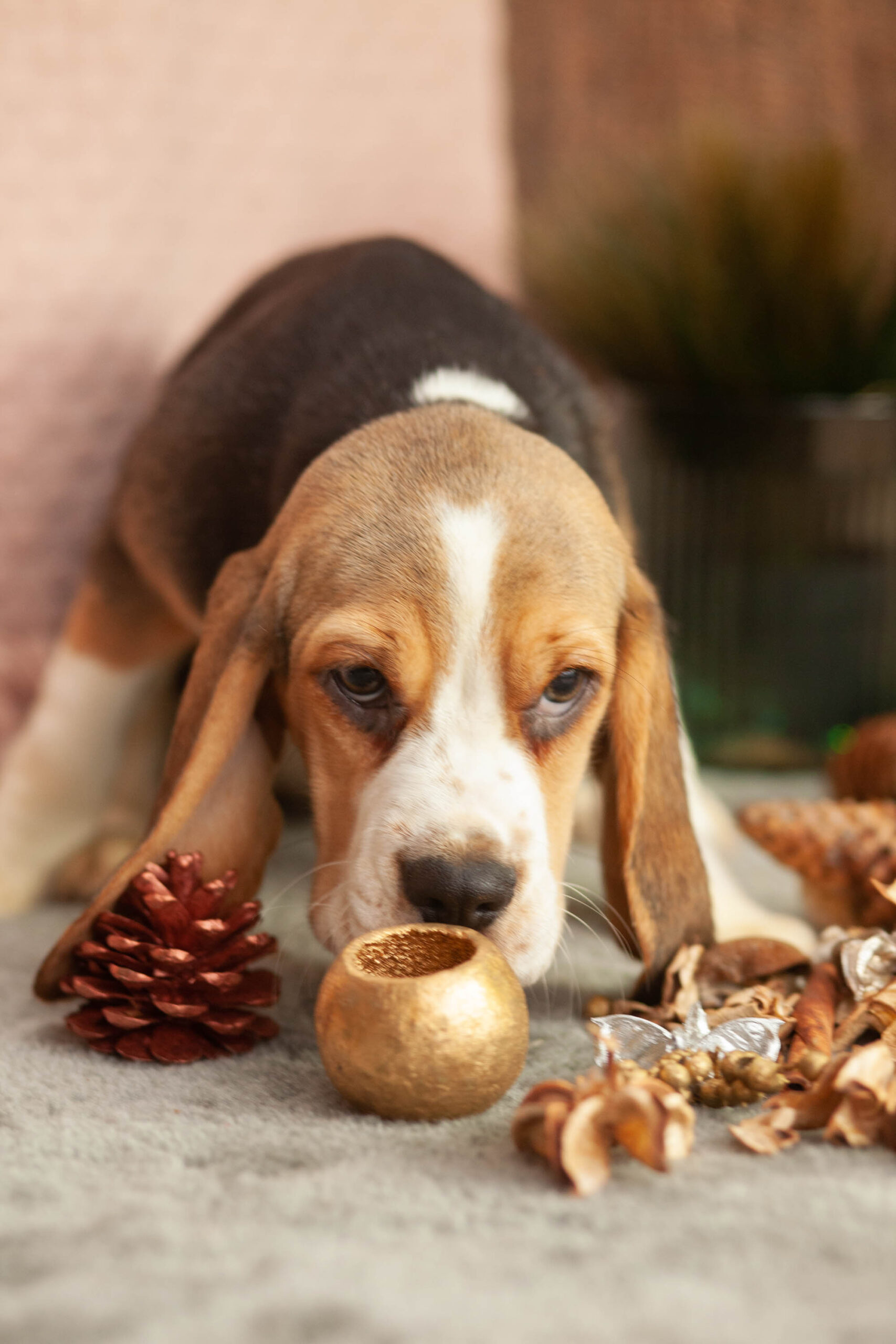 Tri-Colour Beagles – Kellys Kennels