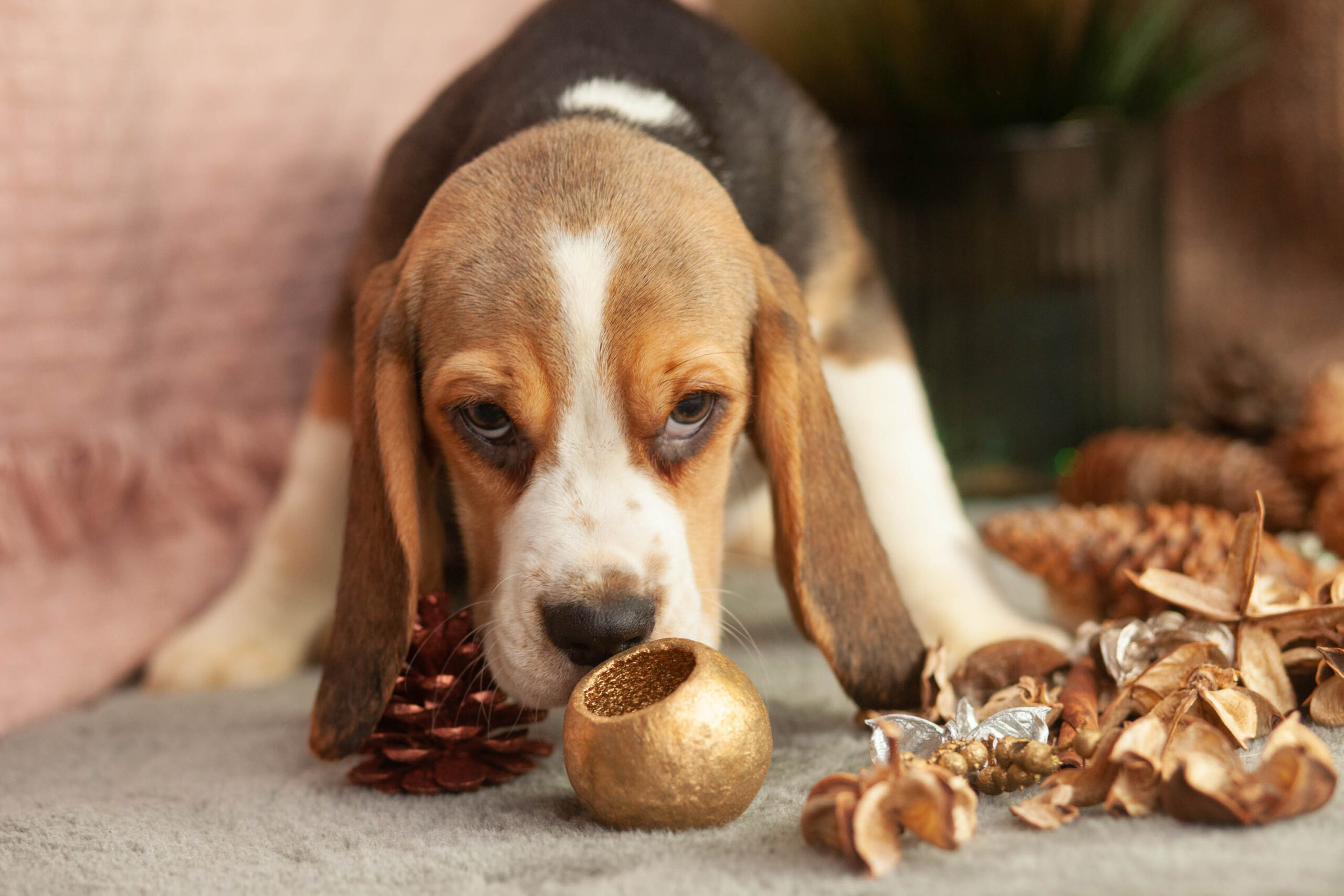 Tri-Colour Beagles – Kellys Kennels