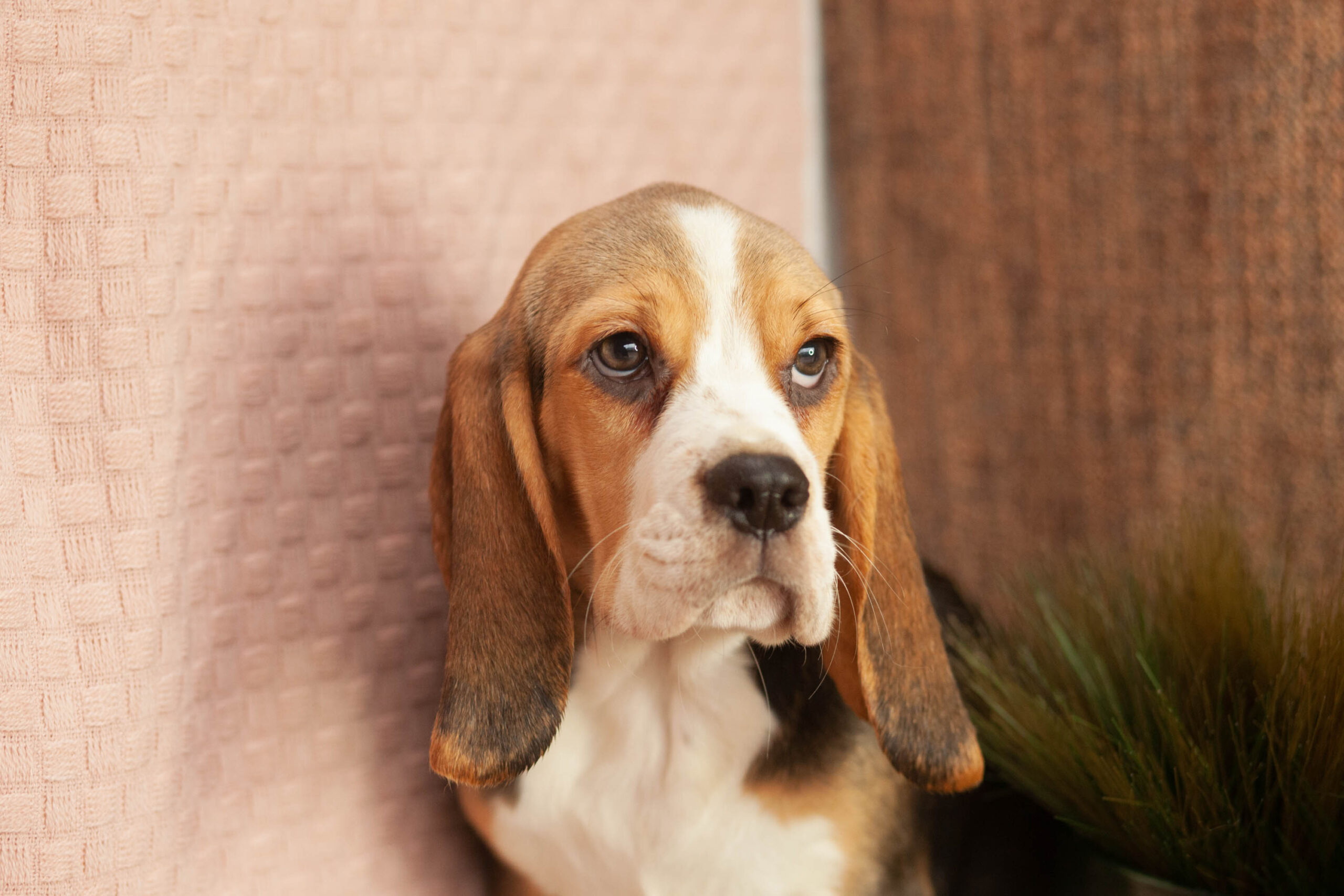 Tri-Colour Beagles – Kellys Kennels