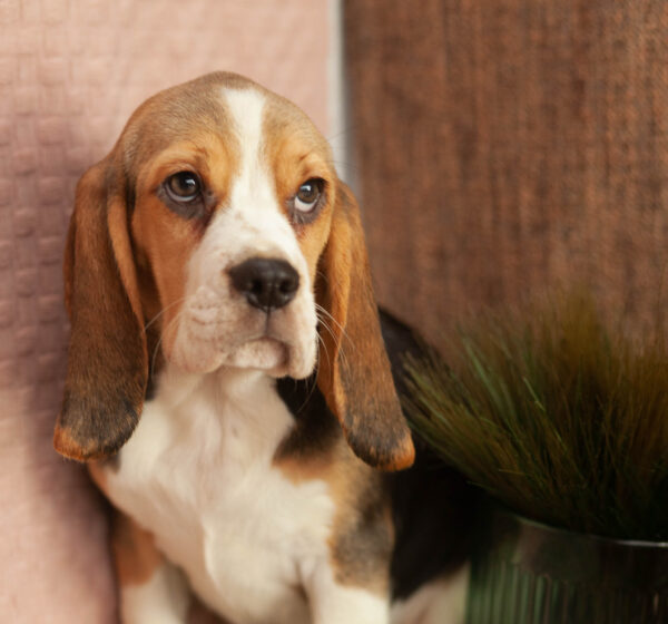 Tri-Colour Beagles – Kellys Kennels