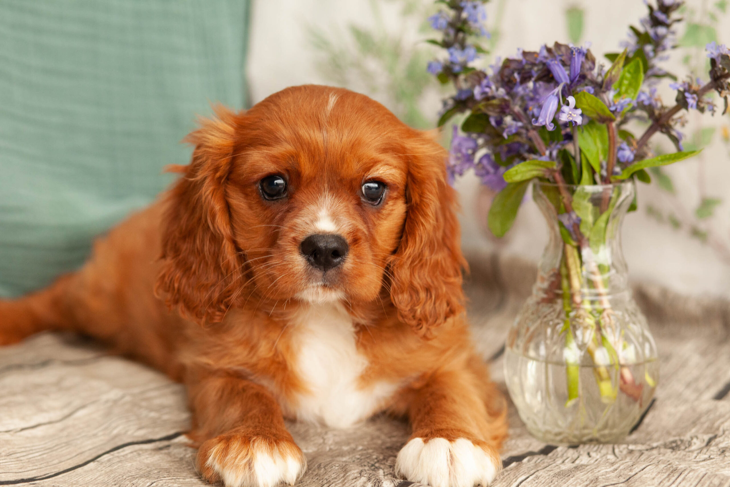 Affectionate Cockaliers – Kellys Kennels