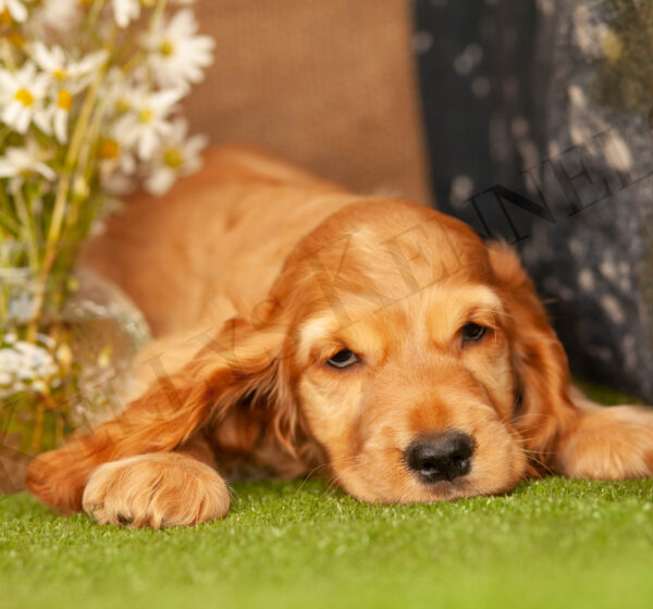 Cocker Spaniels – Kellys Kennels