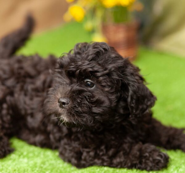 Incredible ShiPoos – Kellys Kennels