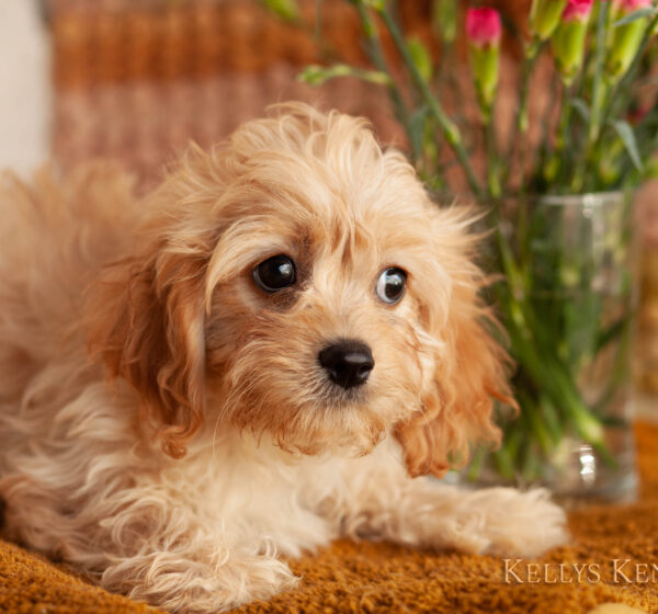 Beautiful Cavachons – Kellys Kennels