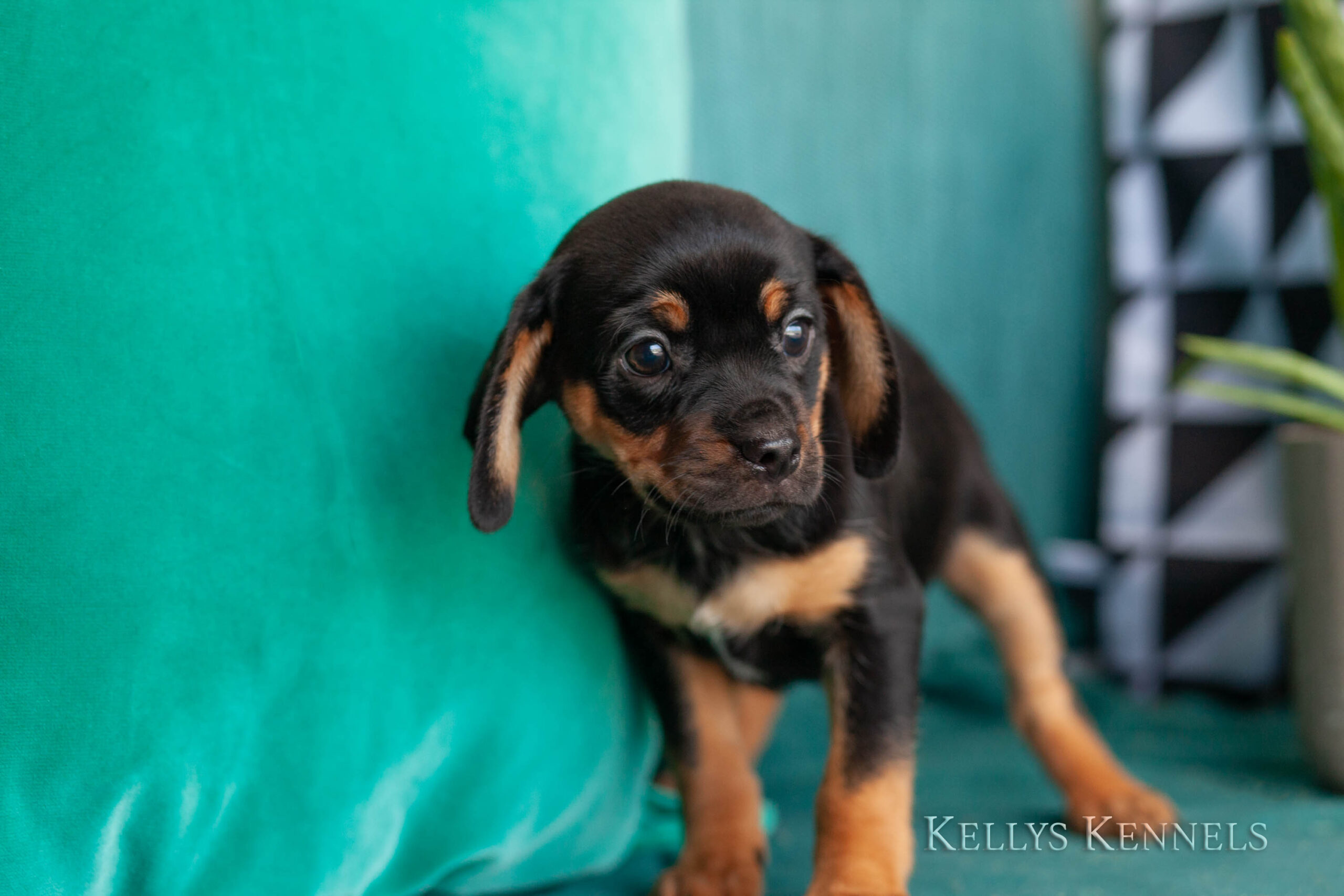 Gorgeous Pugaliers – Kellys Kennels