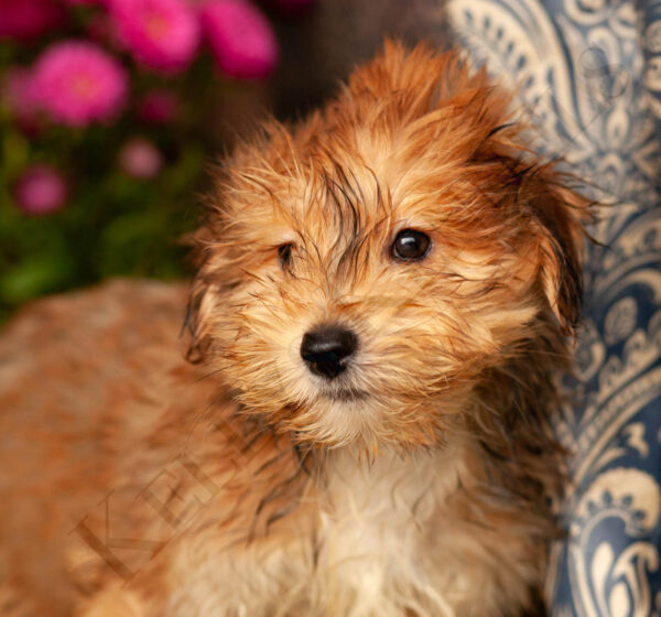 Cross Breed Pups – Kellys Kennels