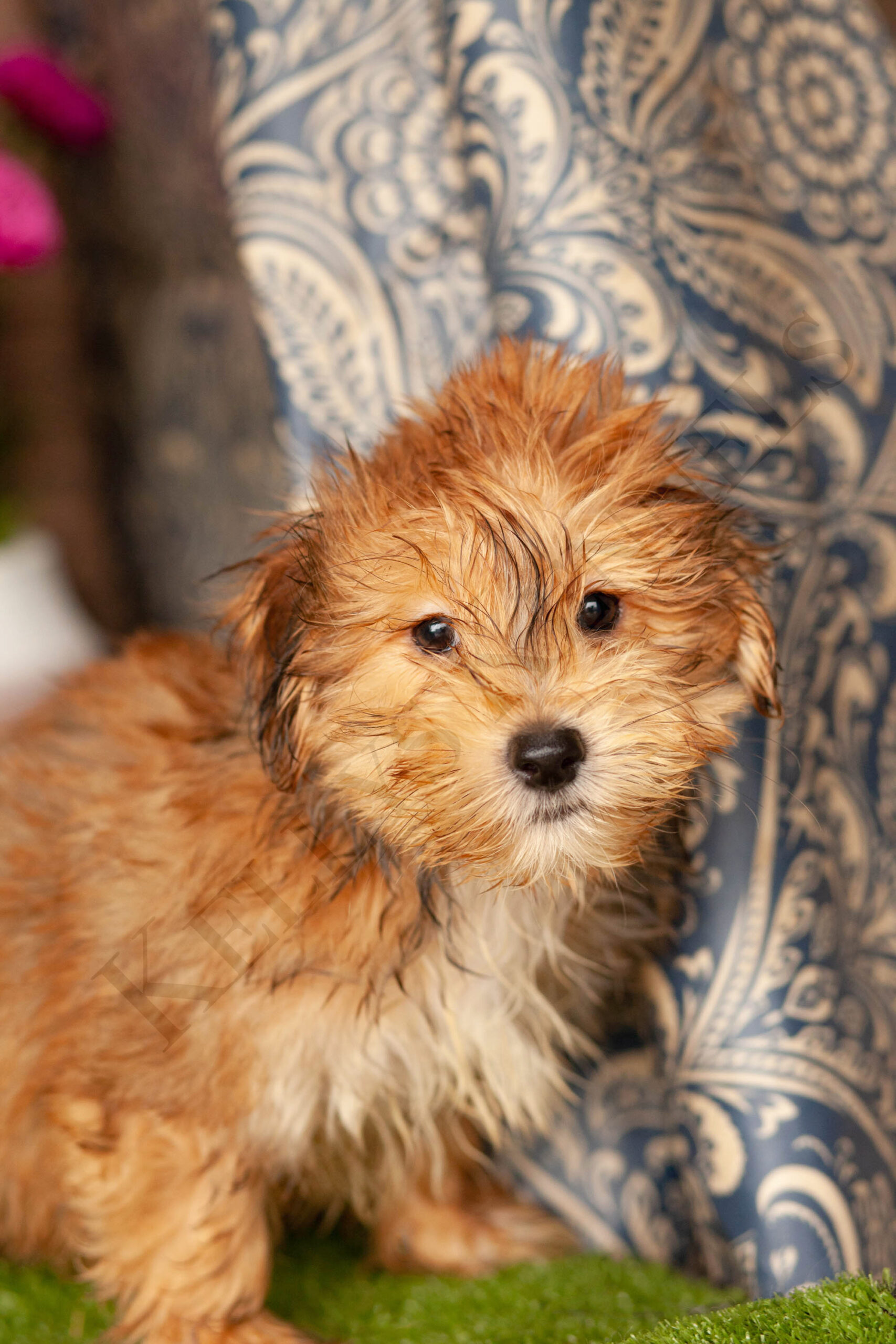 Fun Borkies – Kellys Kennels