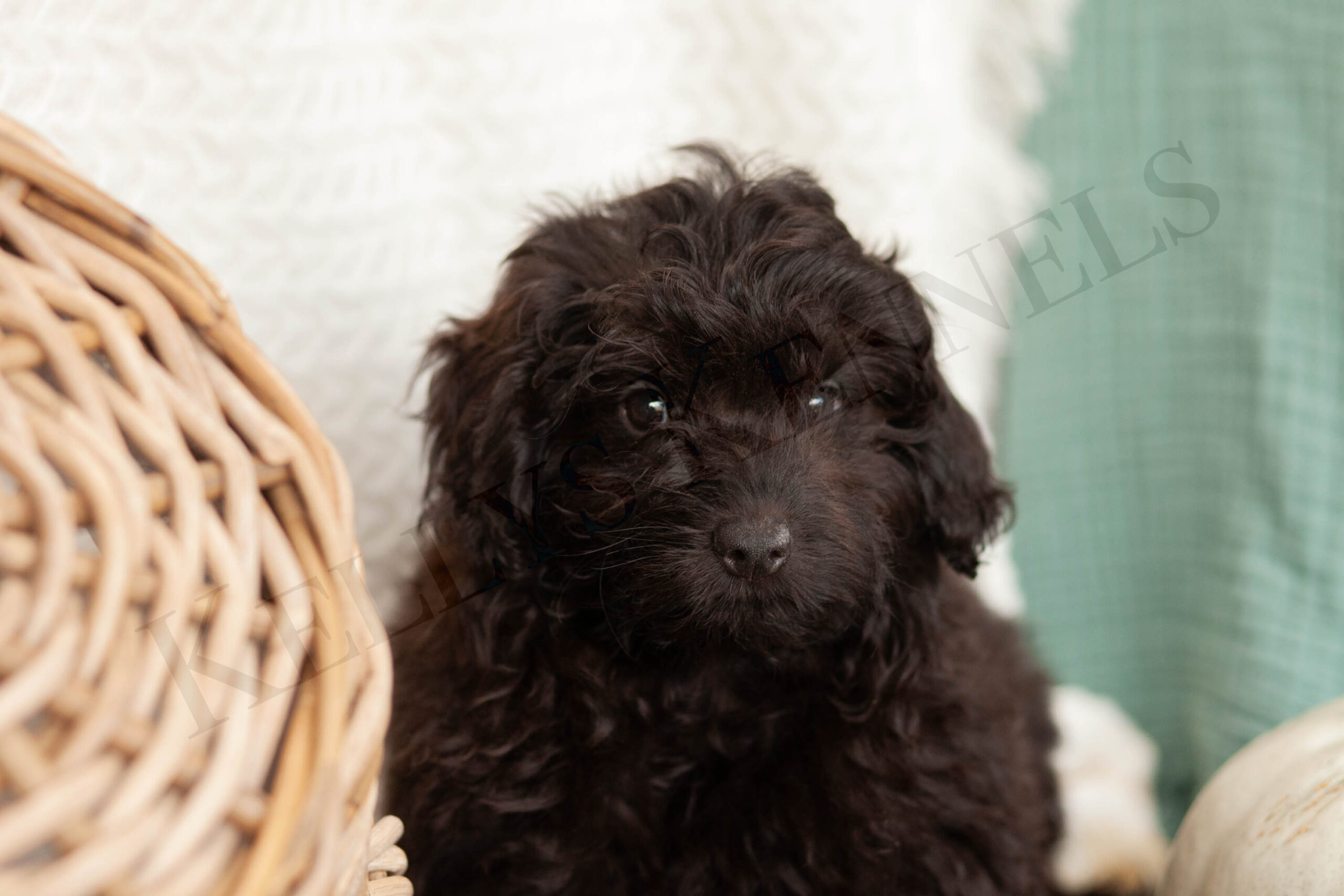 Gorgeous Poma-Poos – Kellys Kennels