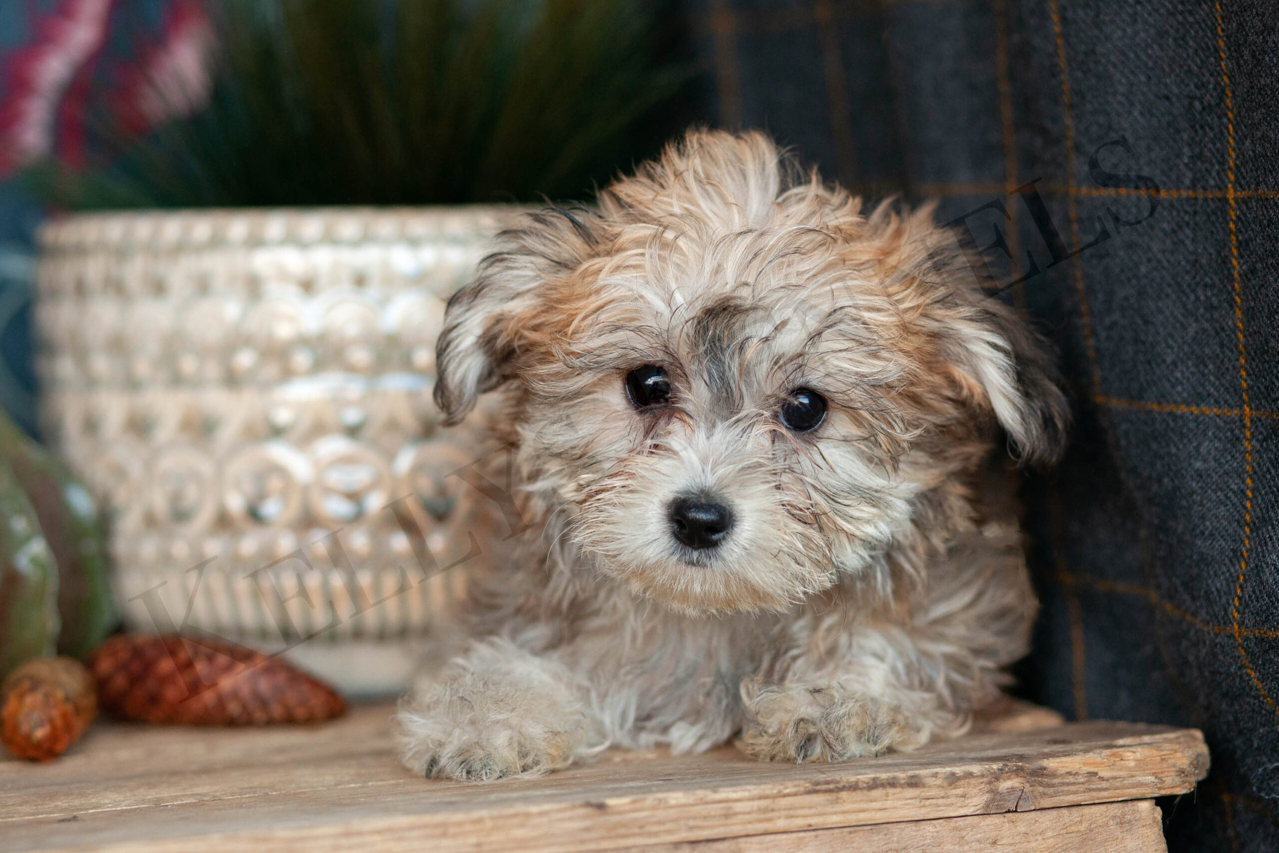 Fun Borkies – Kellys Kennels