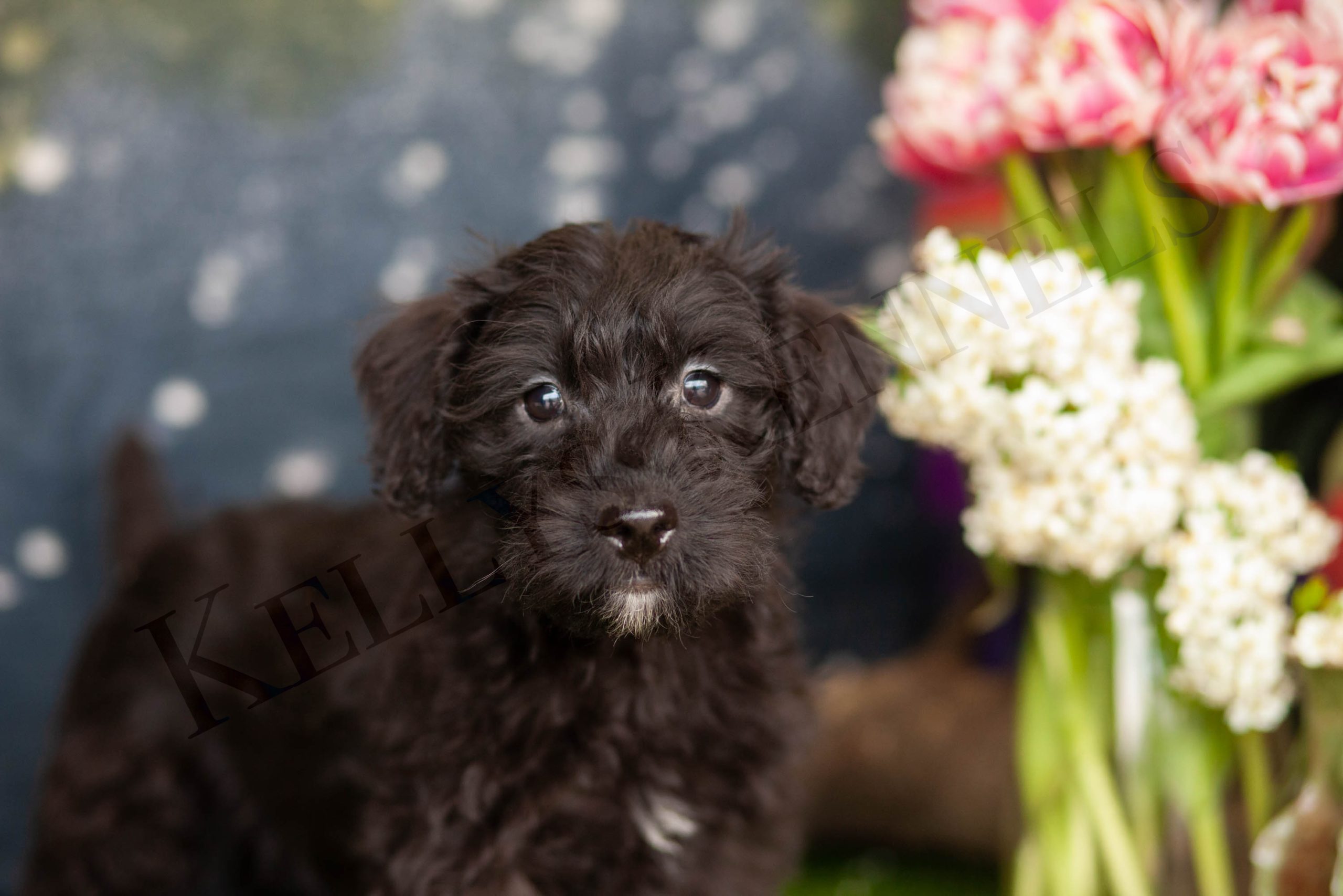 ScottiePoo Puppies – Kellys Kennels