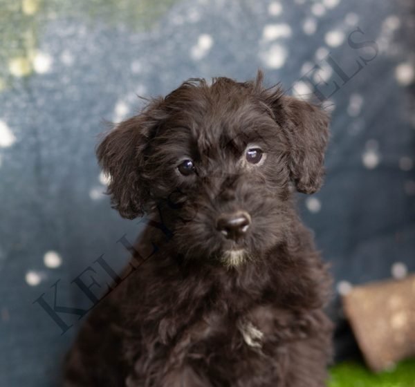 ScottiePoo Puppies – Kellys Kennels