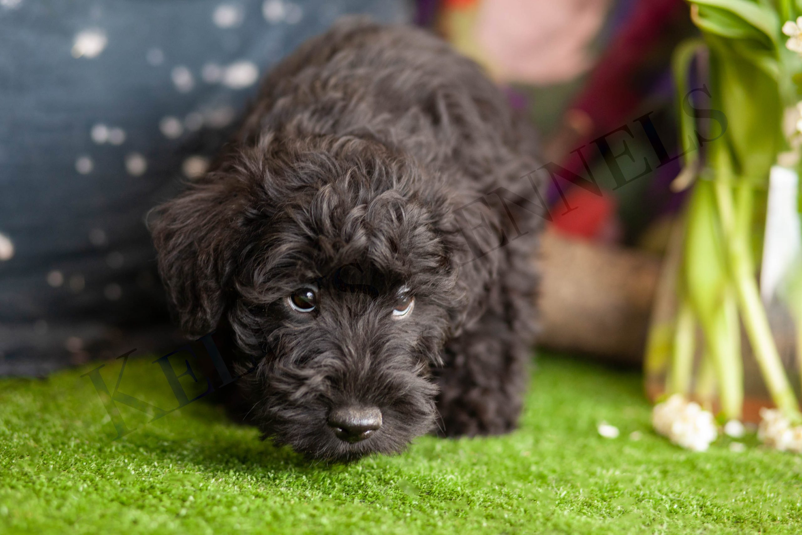 ScottiePoo Puppies – Kellys Kennels