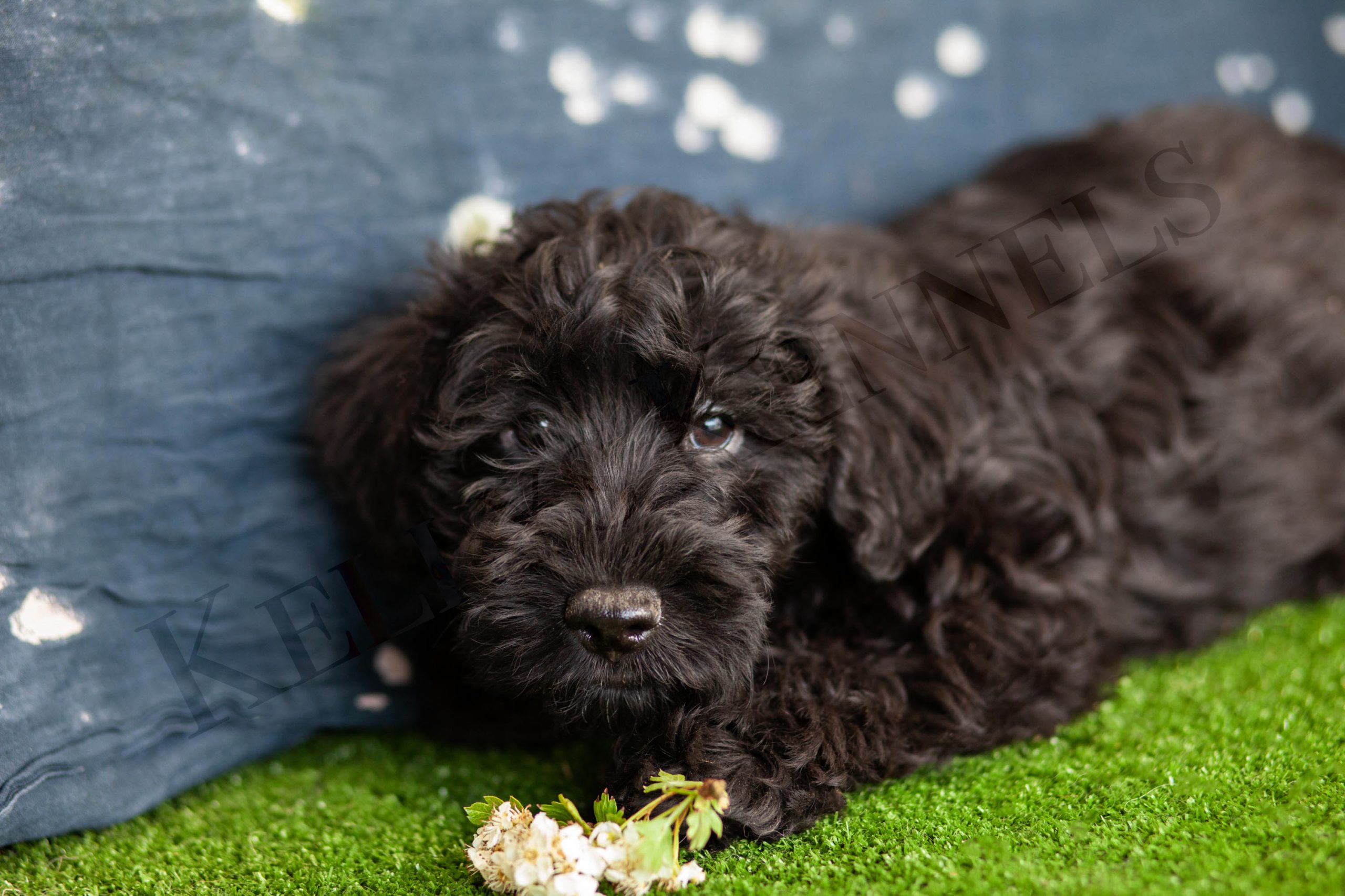 ScottiePoo Puppies – Kellys Kennels