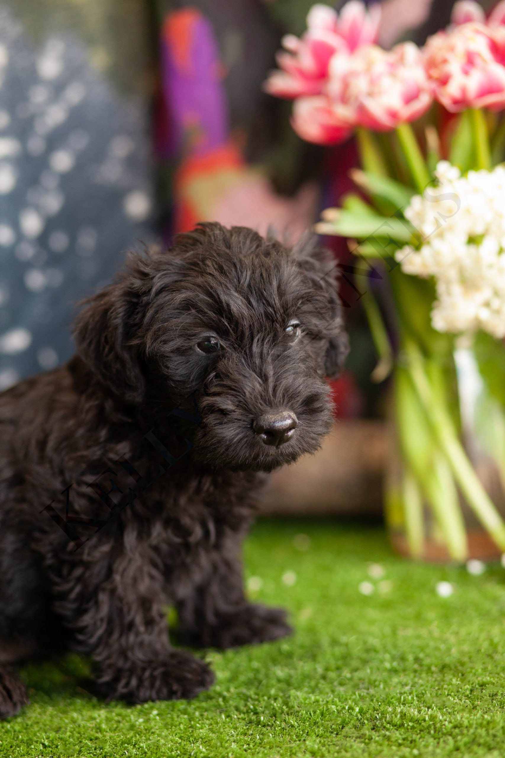 ScottiePoo Puppies – Kellys Kennels