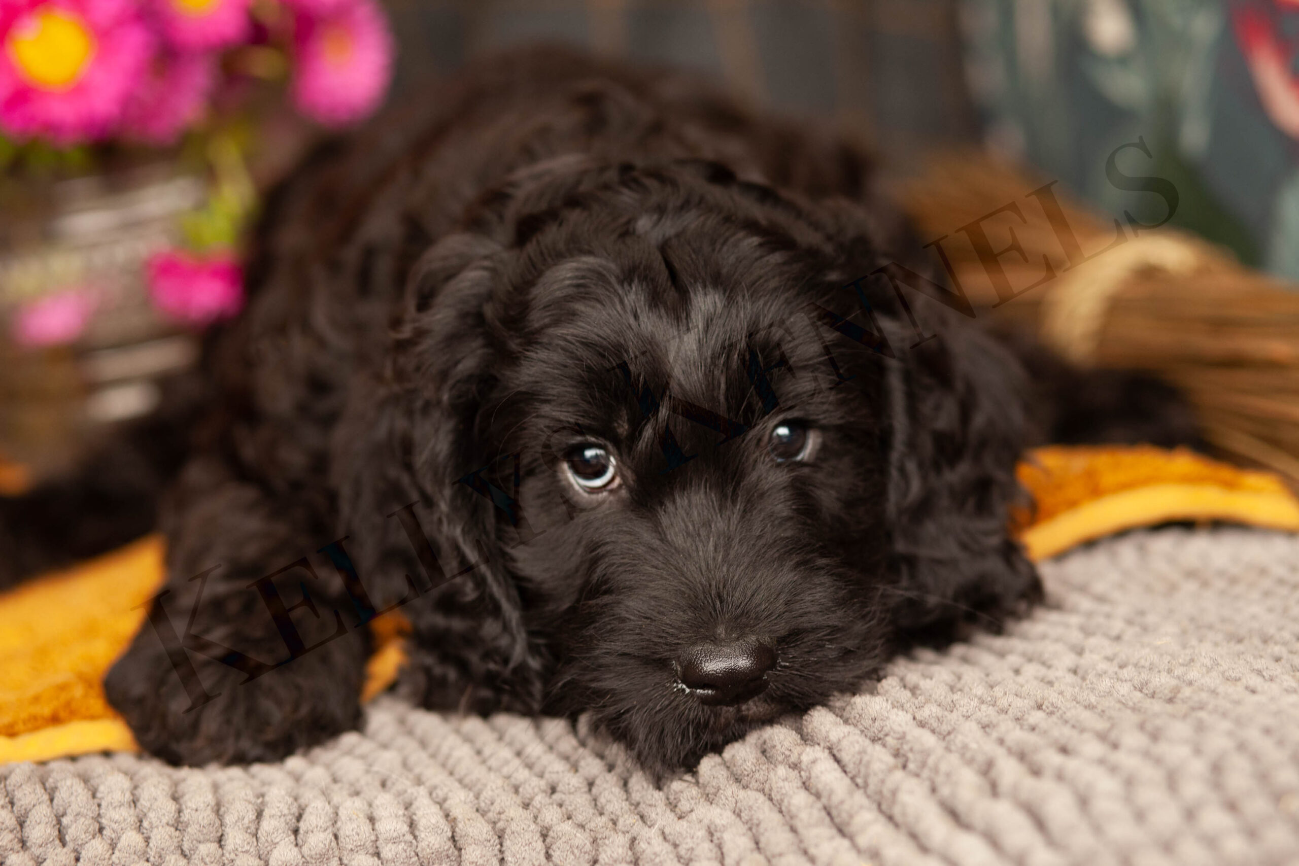 Black Labradoodles – Kellys Kennels