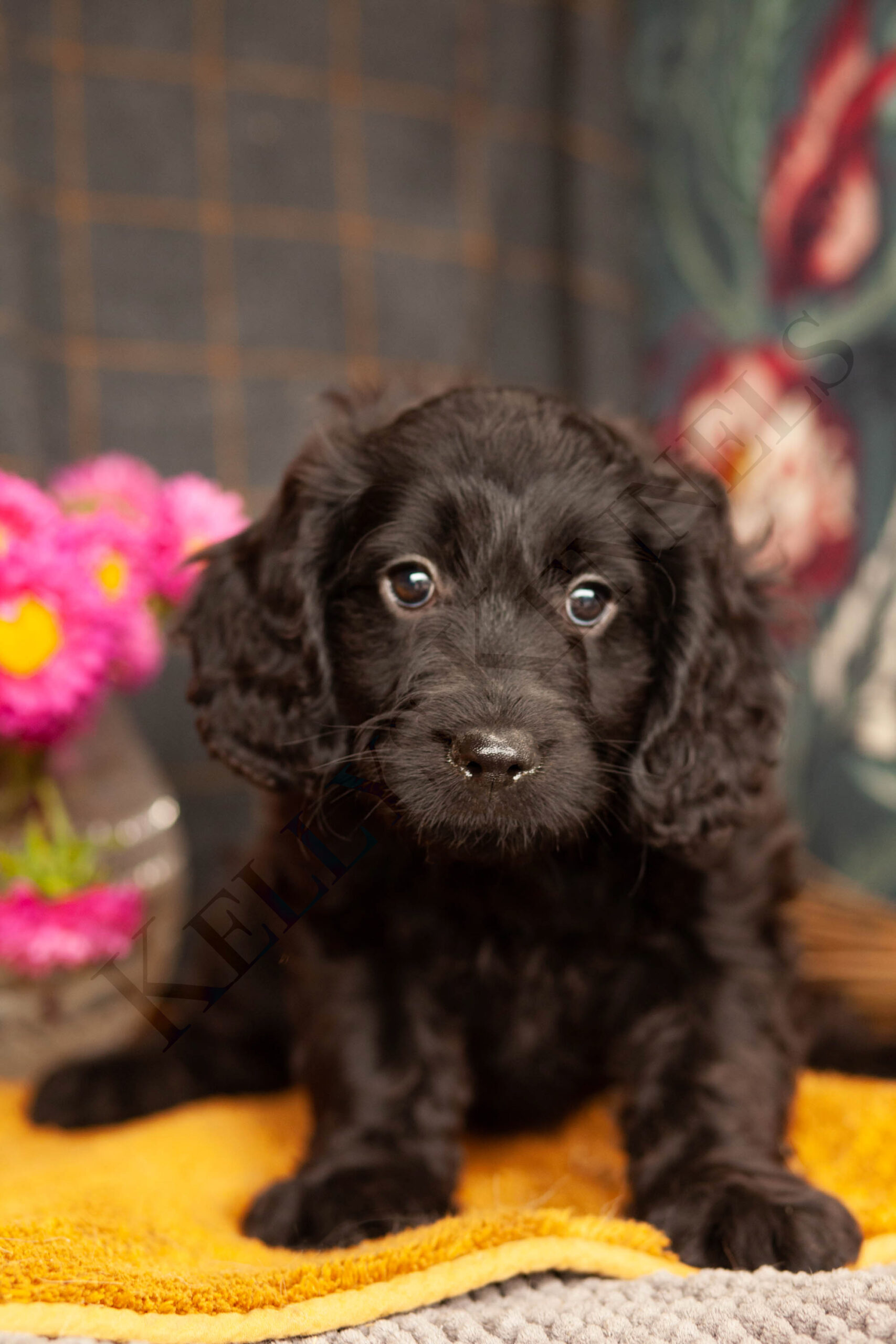 Black Labradoodles – Kellys Kennels